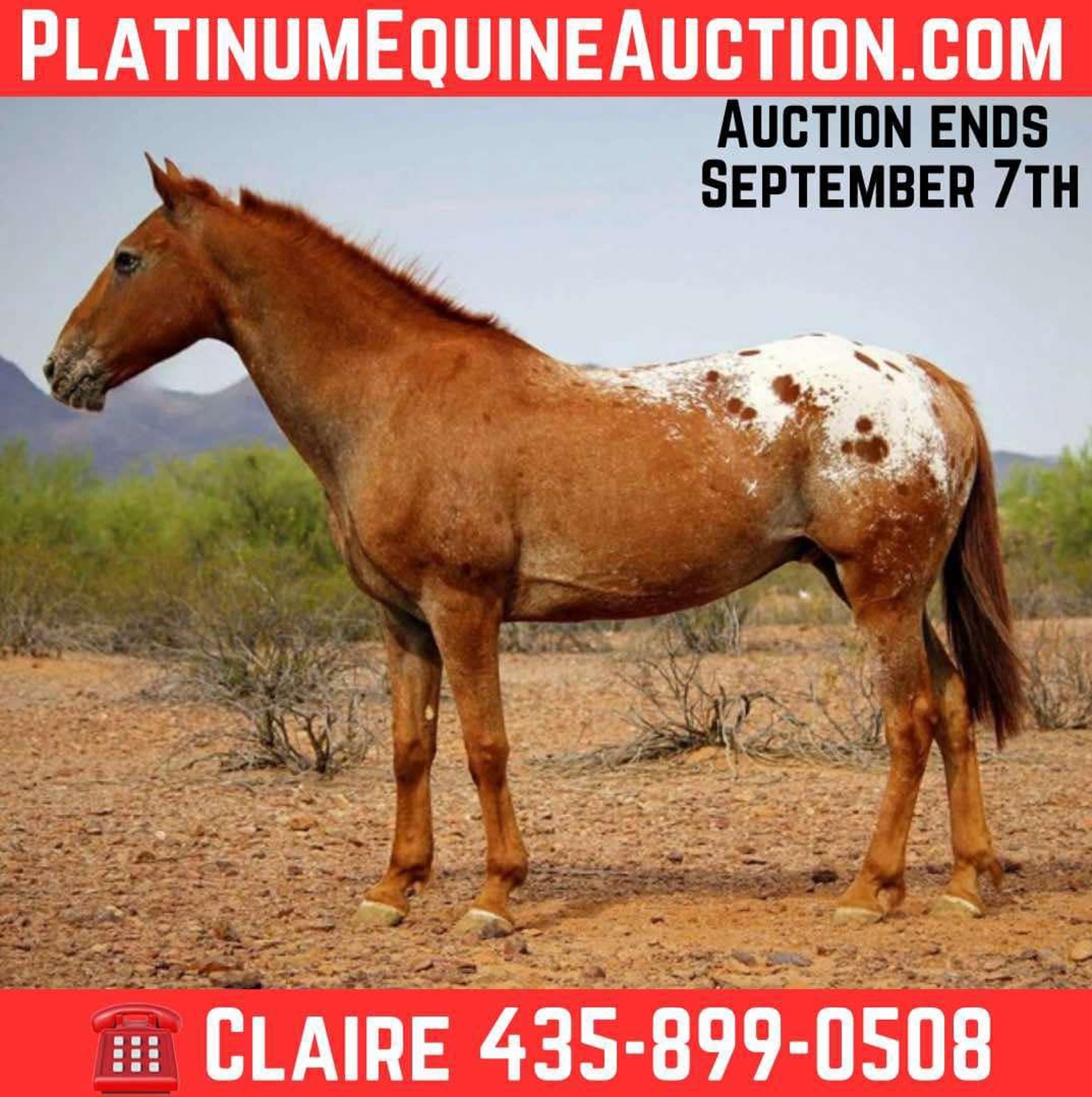 Appaloosa Wallach 14 Jahre 152 cm Dunkelfuchs in Marana AZ