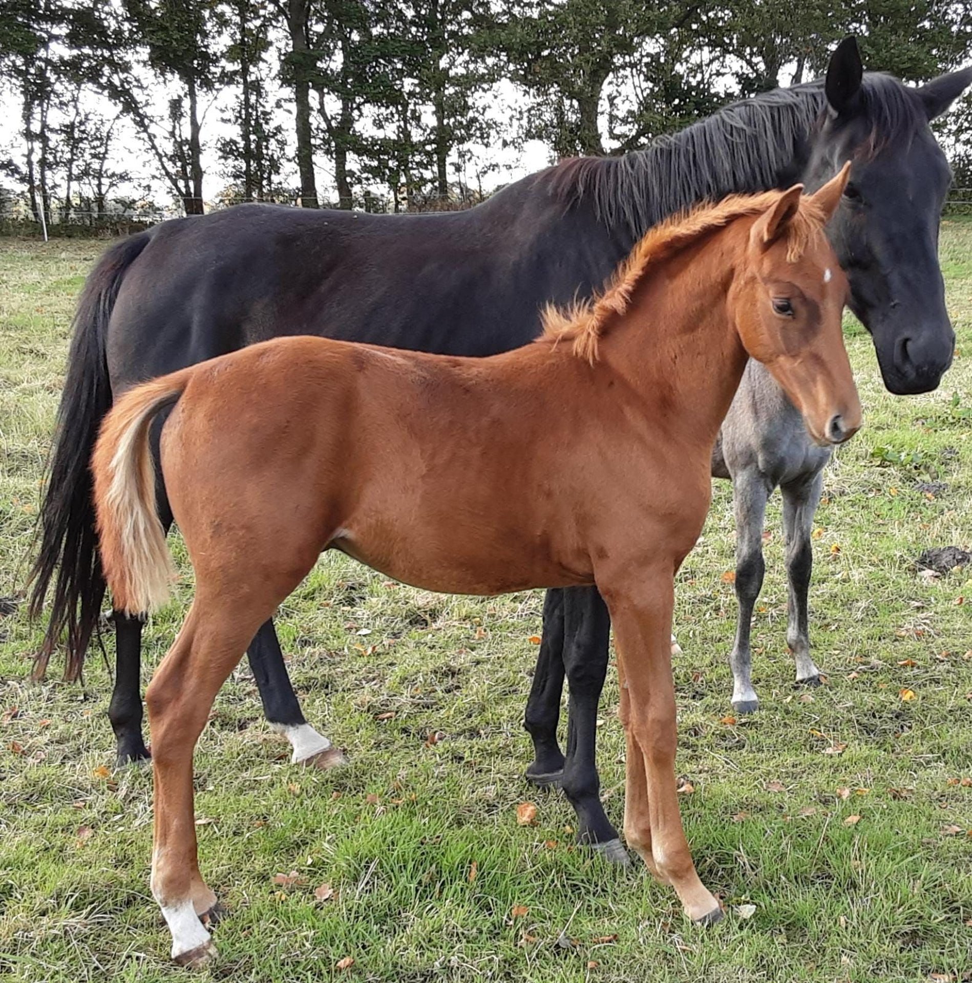 Oldenburg Gelding 2 years 16,2 hh Chestnut-Red in Bargstedt