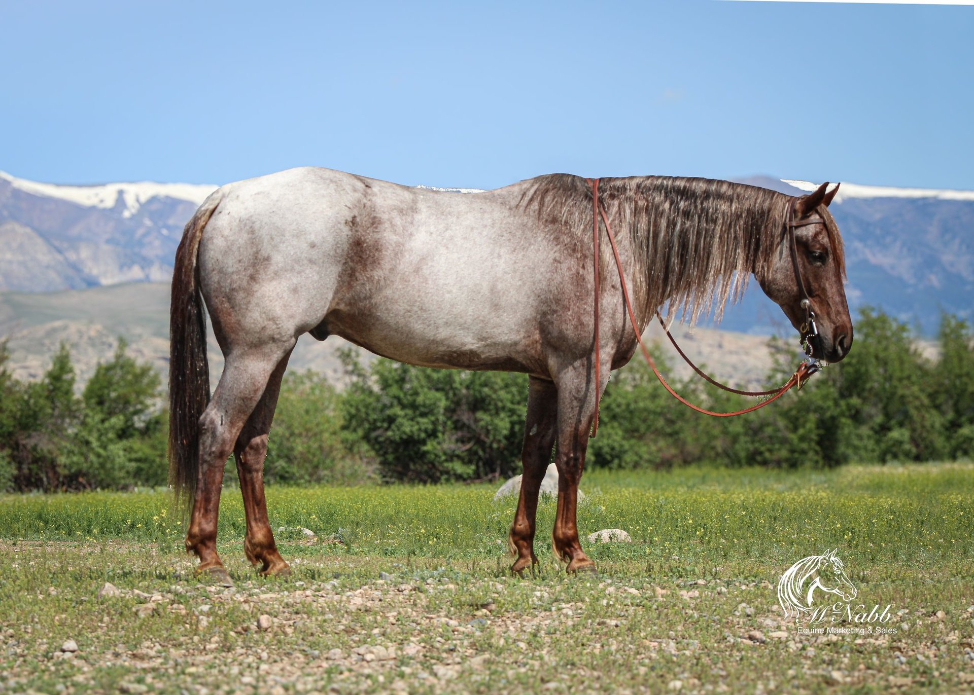 American Quarter Horse Wallach 6 Jahre 152 cm Roan-Red in Cody