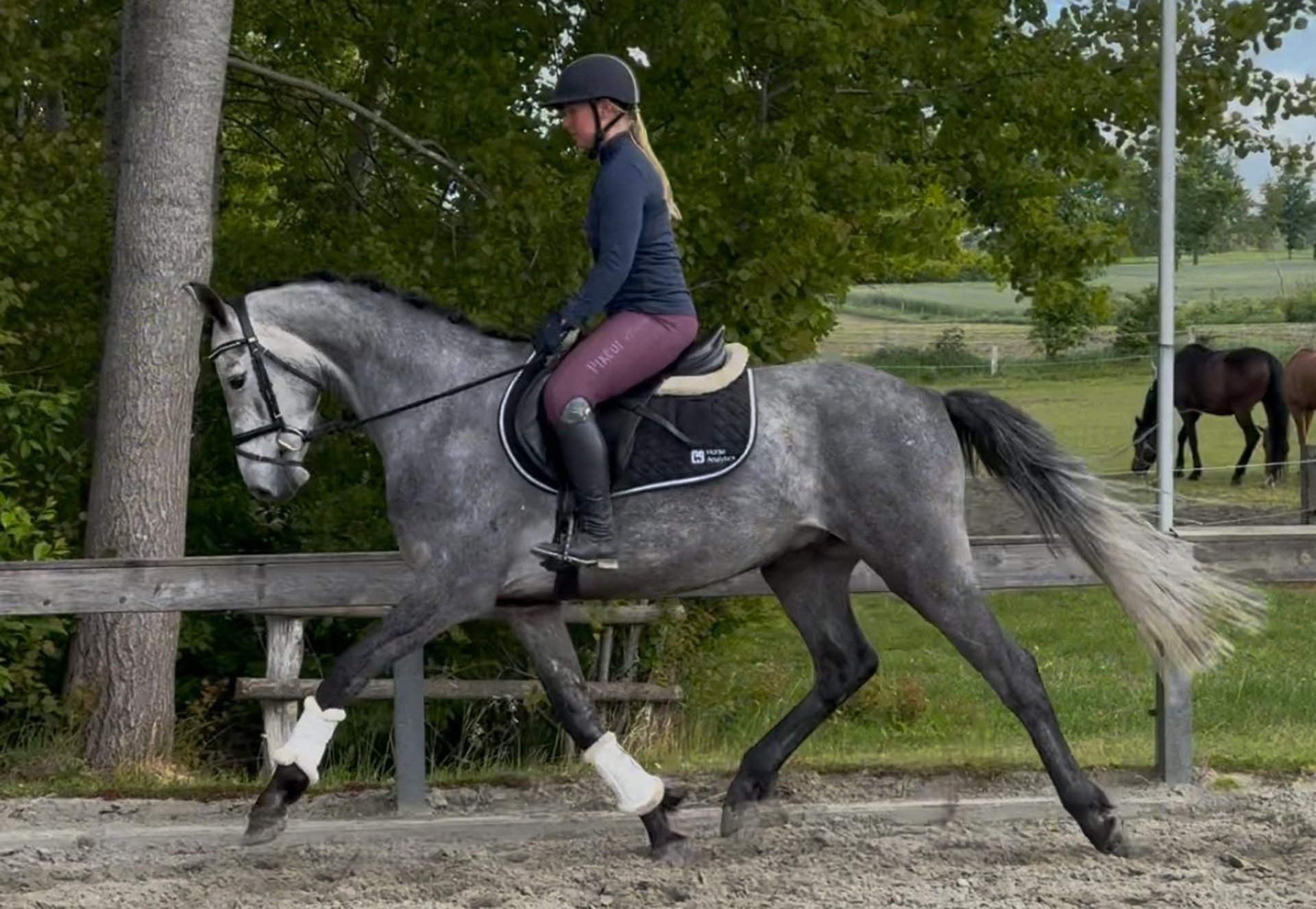 German Sport Horse Gelding 6 years 15,2 hh Grey in Süderlügum
