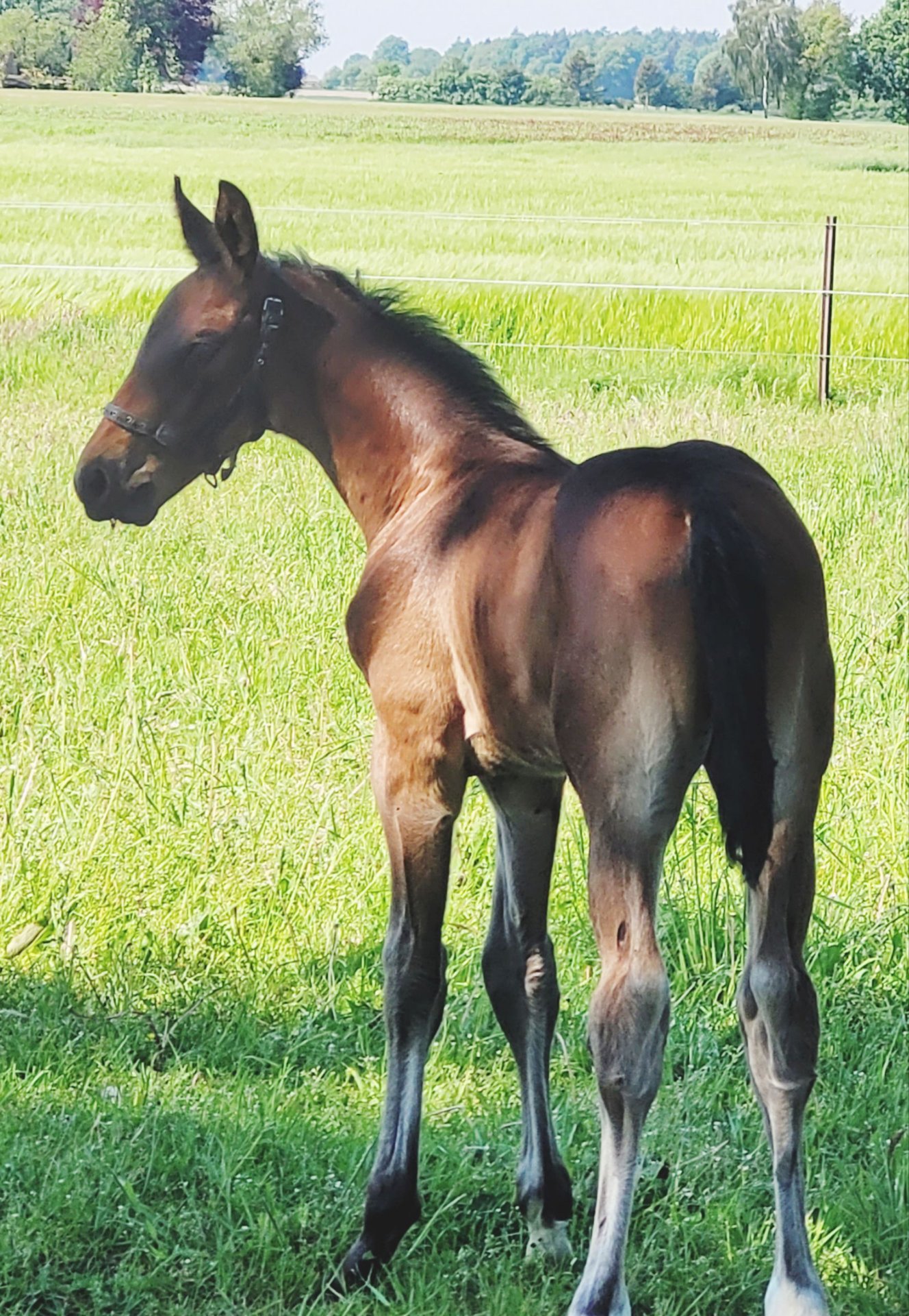 Oldenburg Stallion Foal (04/2024) Bay-Dark in Wildeshausen
