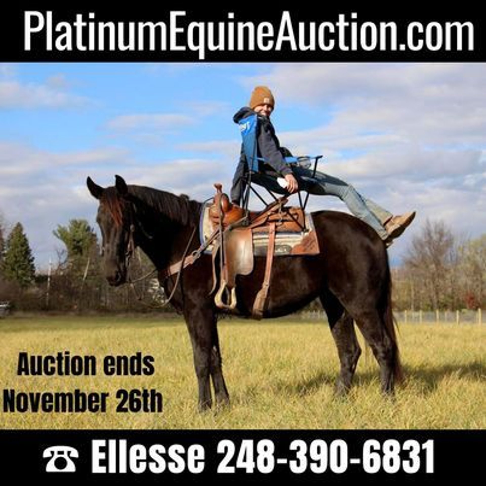 Friesian horses Gelding 9 years 15,3 hh Black in Howell