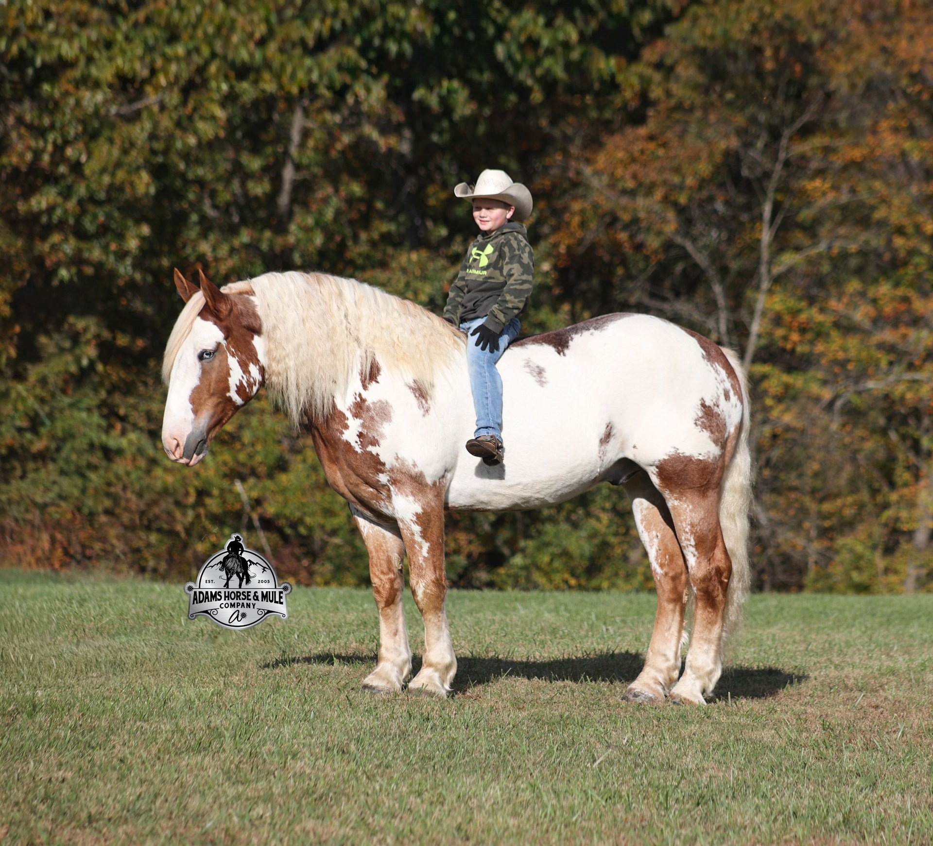 Draft Horse Gelding 6 years Overo-all-colors in Mount Vernon, KY