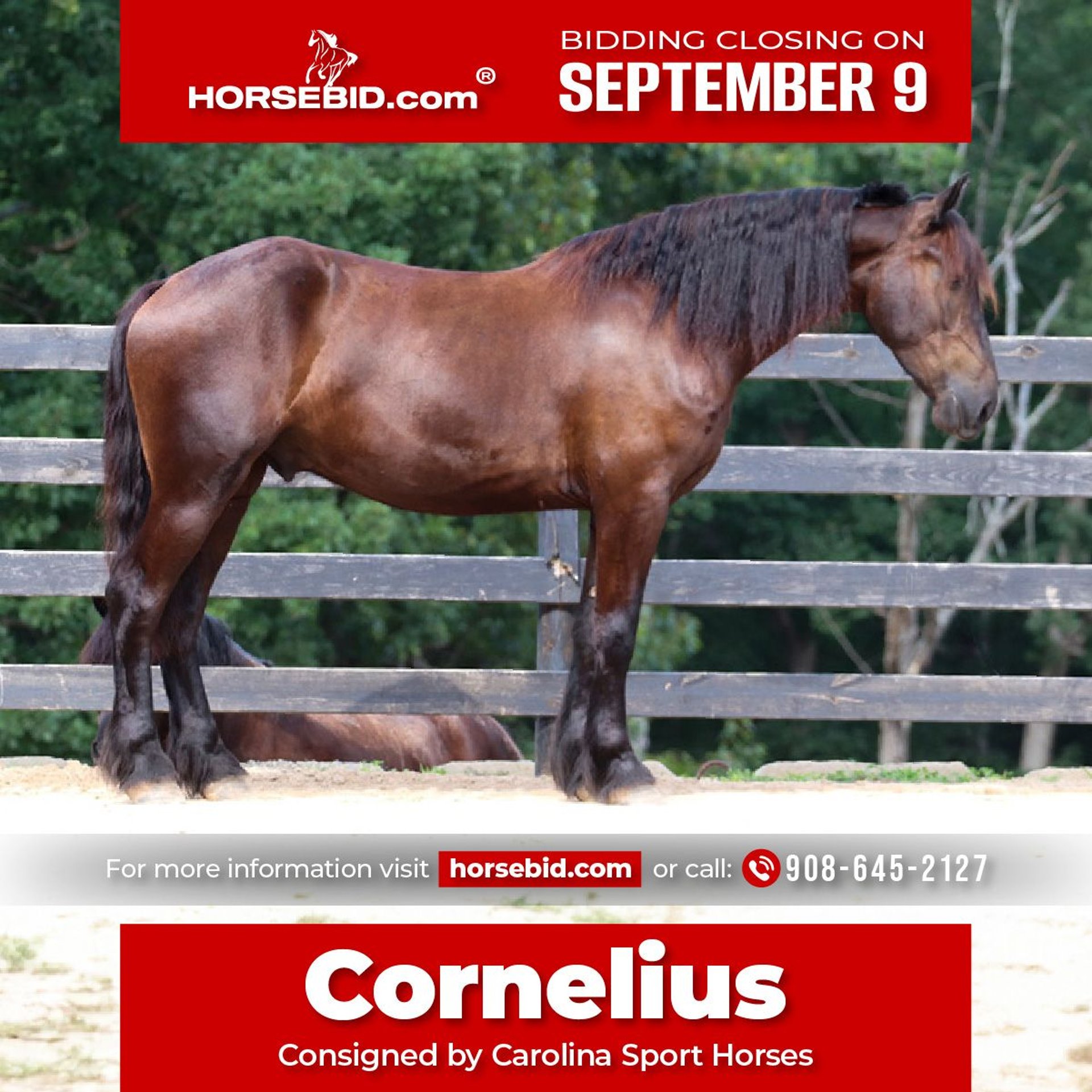 Friesian horses Mix Gelding 4 years 16 hh Black in Clover, SC