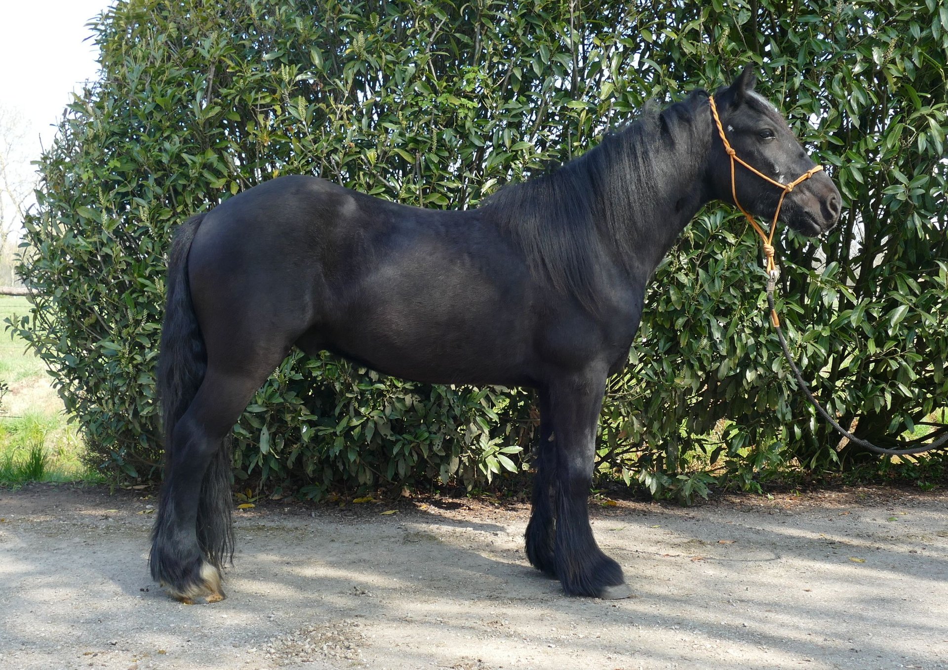 Gypsy Horse Gelding 4 years 13,2 hh Black in Lathen