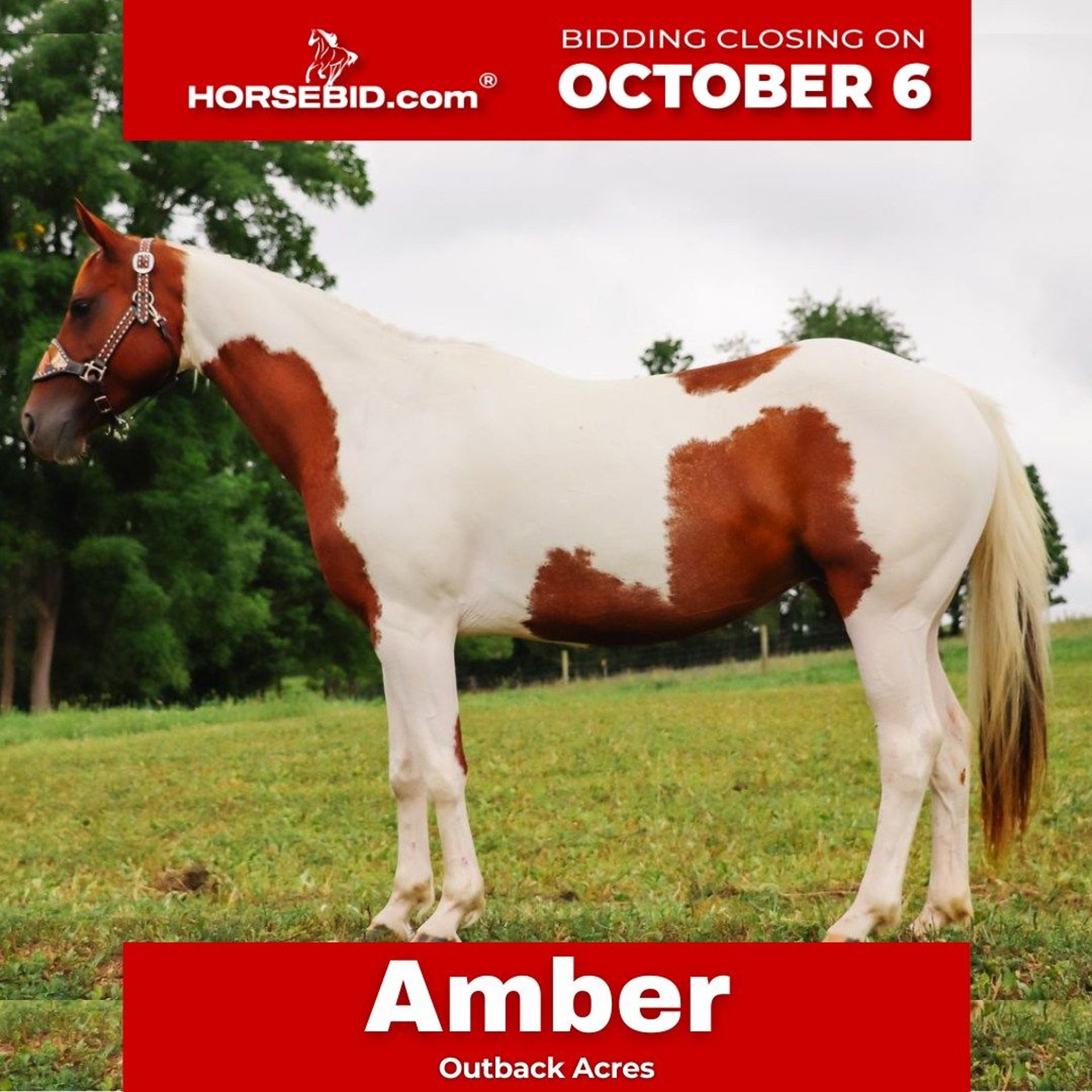 American Paint Horse Stute 7 Jahre Schecke in Dundee
