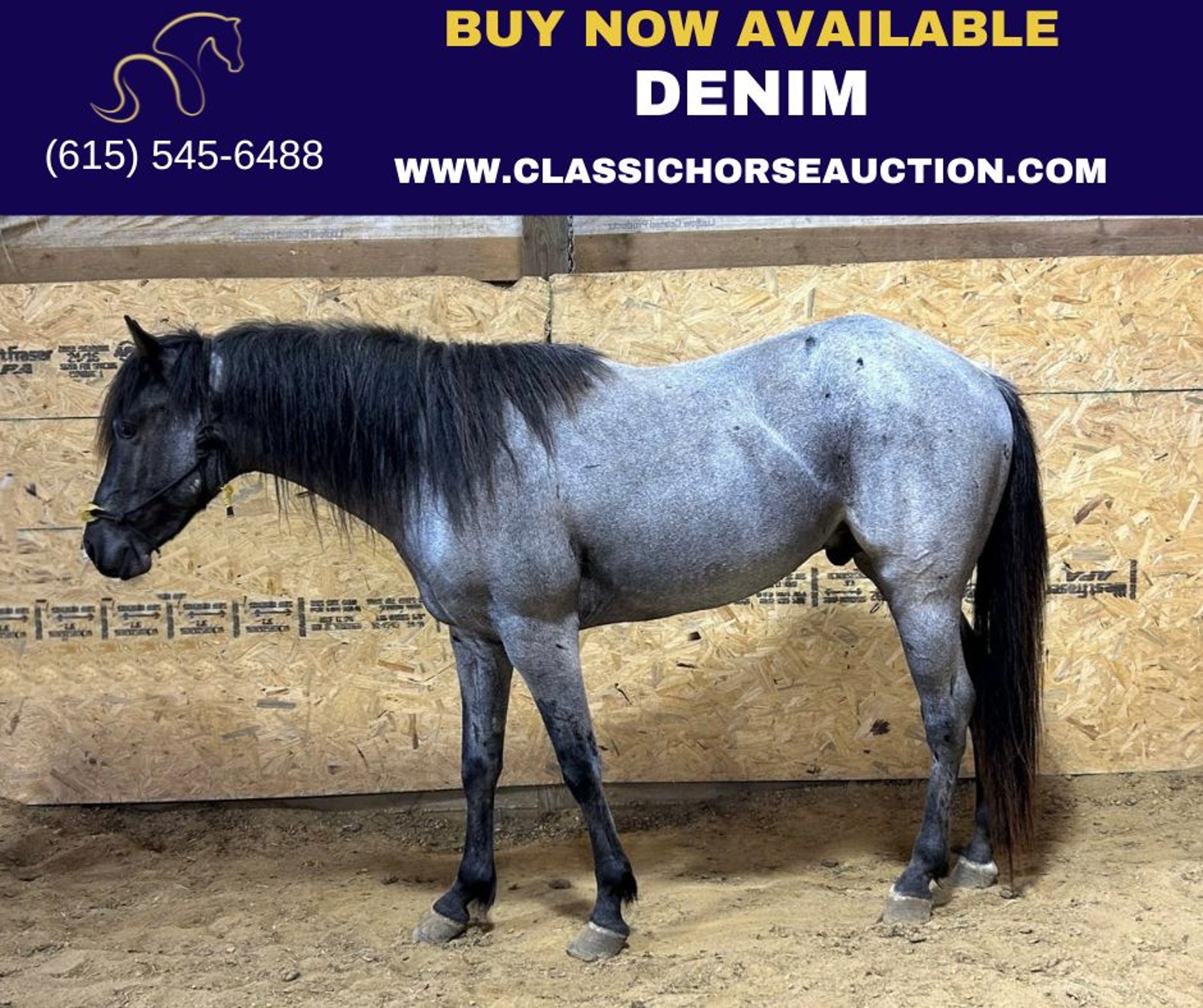 American Quarter Horse Wallach 3 Jahre 142 cm Roan-Blue in Sebree,KY