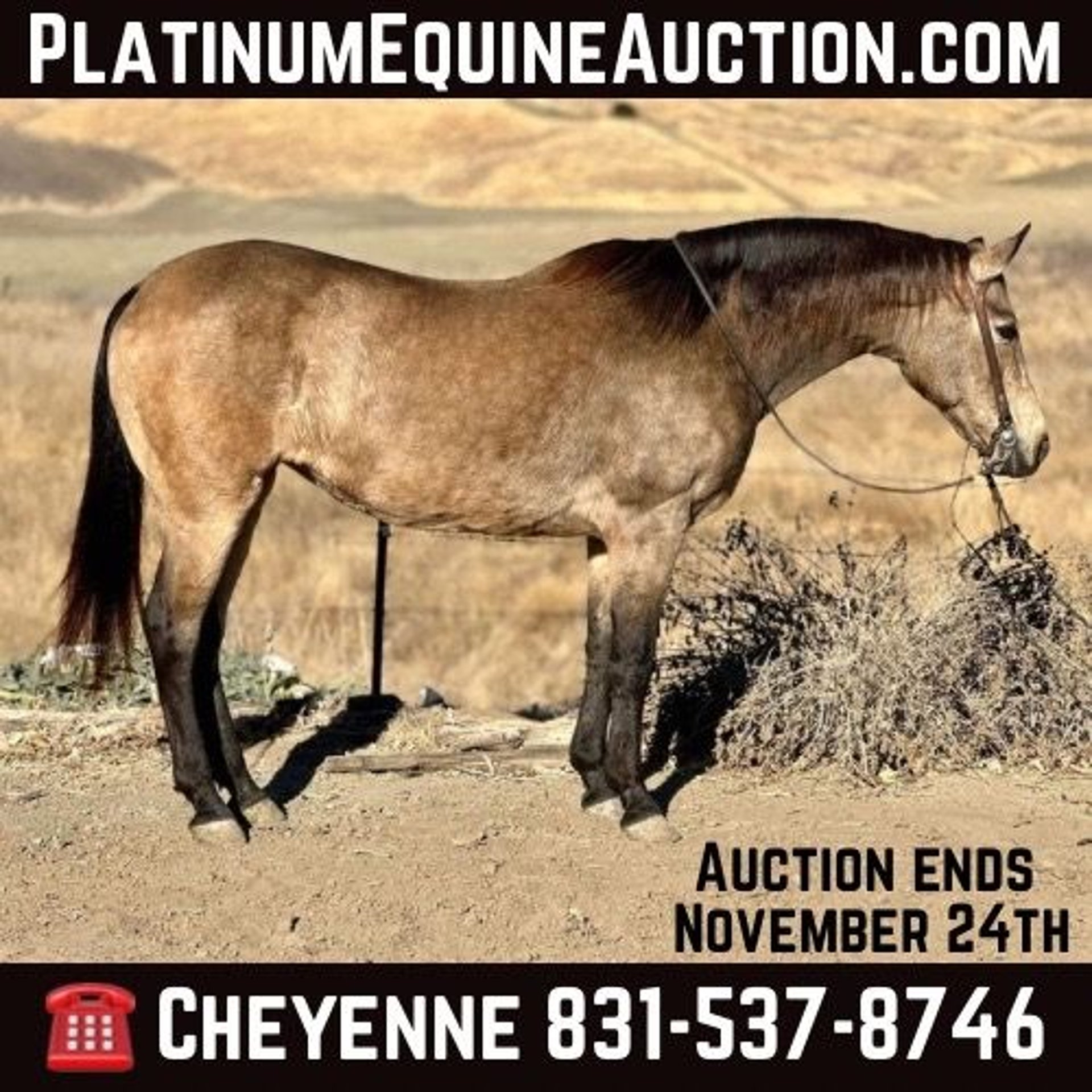 American Quarter Horse Wallach 12 Jahre 150 cm Buckskin in Bitterwater CA