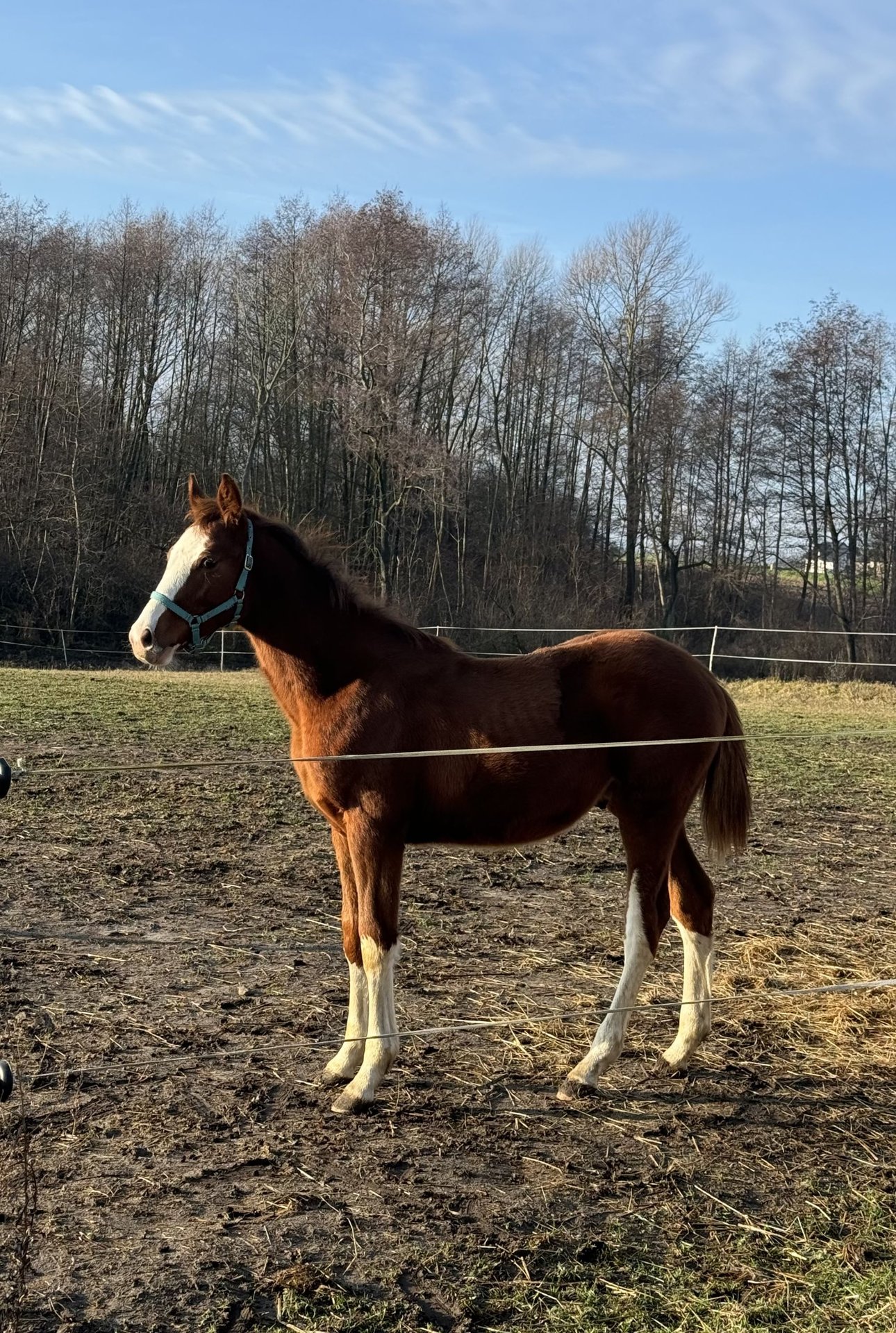 Polnisches Halbblut Hengst 1 Jahr 140 cm Fuchs in Bodzanów