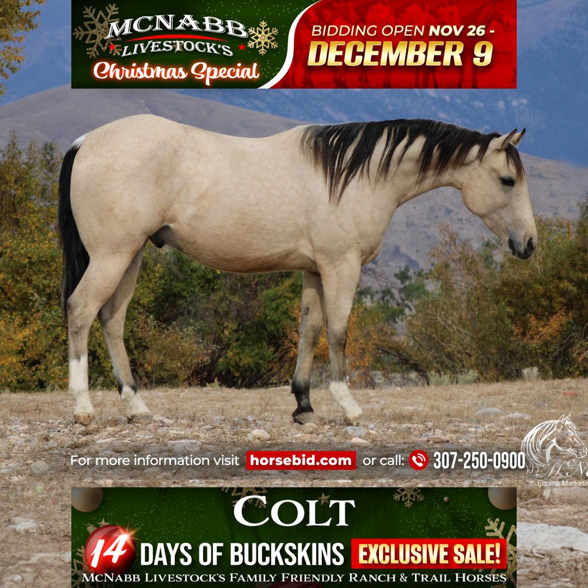 American Quarter Horse Wallach 3 Jahre 145 cm Buckskin in Cody, WY