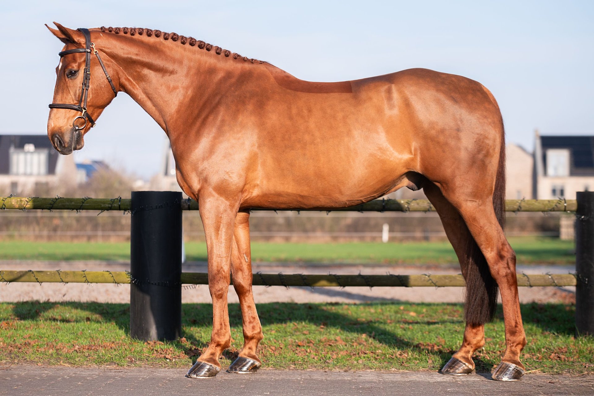 Anglo European Studbook Caballo castrado 9 años 173 cm Alazán in Tilburg