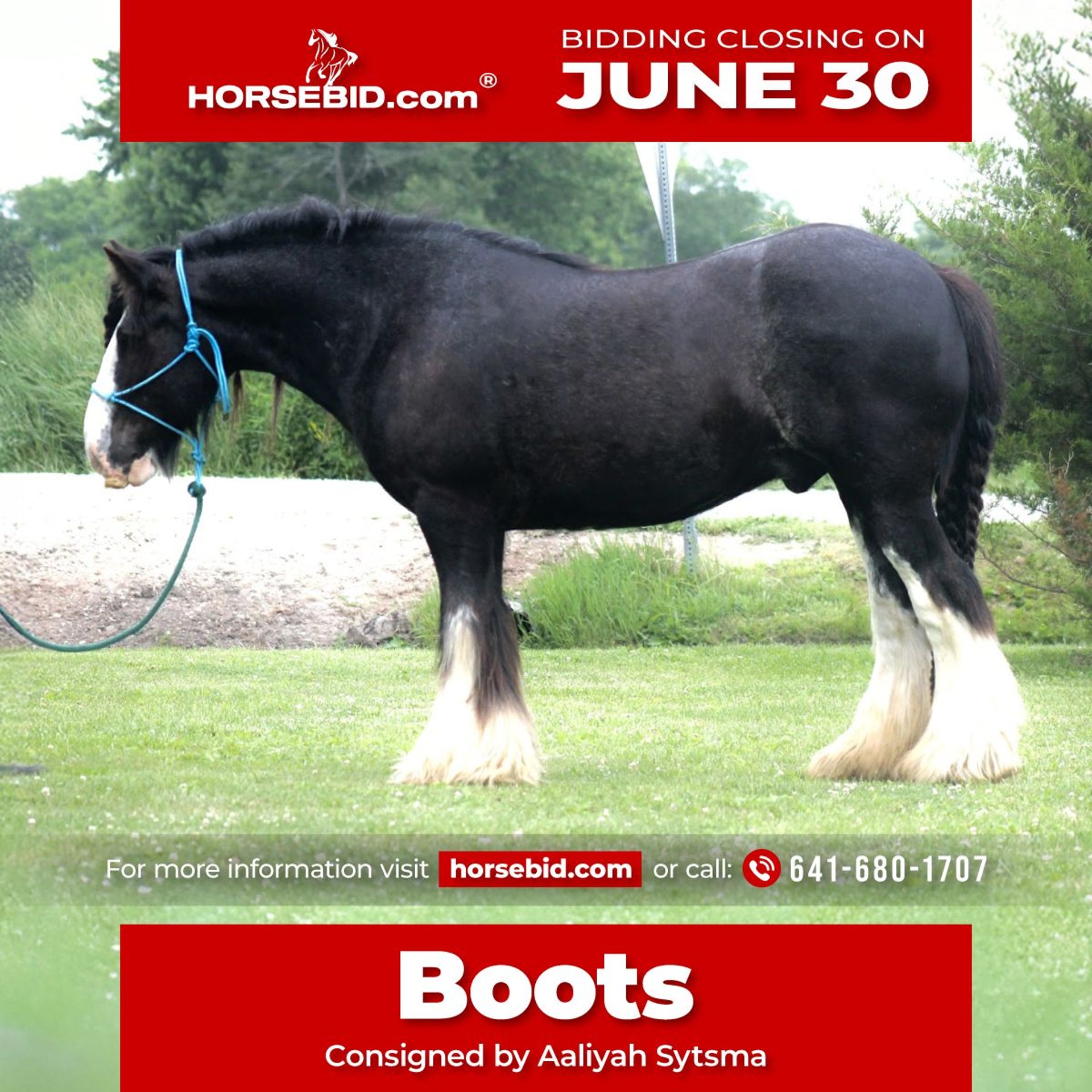 Gypsy Horse Gelding 8 years 14,2 hh Black in Cincinnati, IA