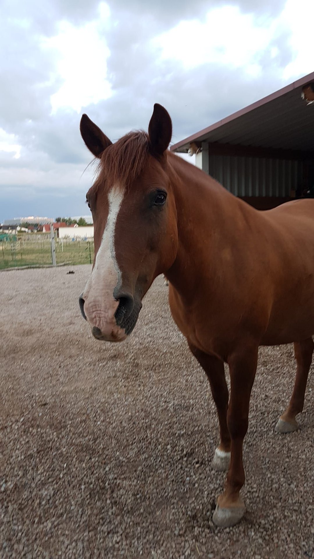 Islandpferd Mix Stute 16 Jahre 142 cm Fuchs in Herzogenaurach/Haundorf