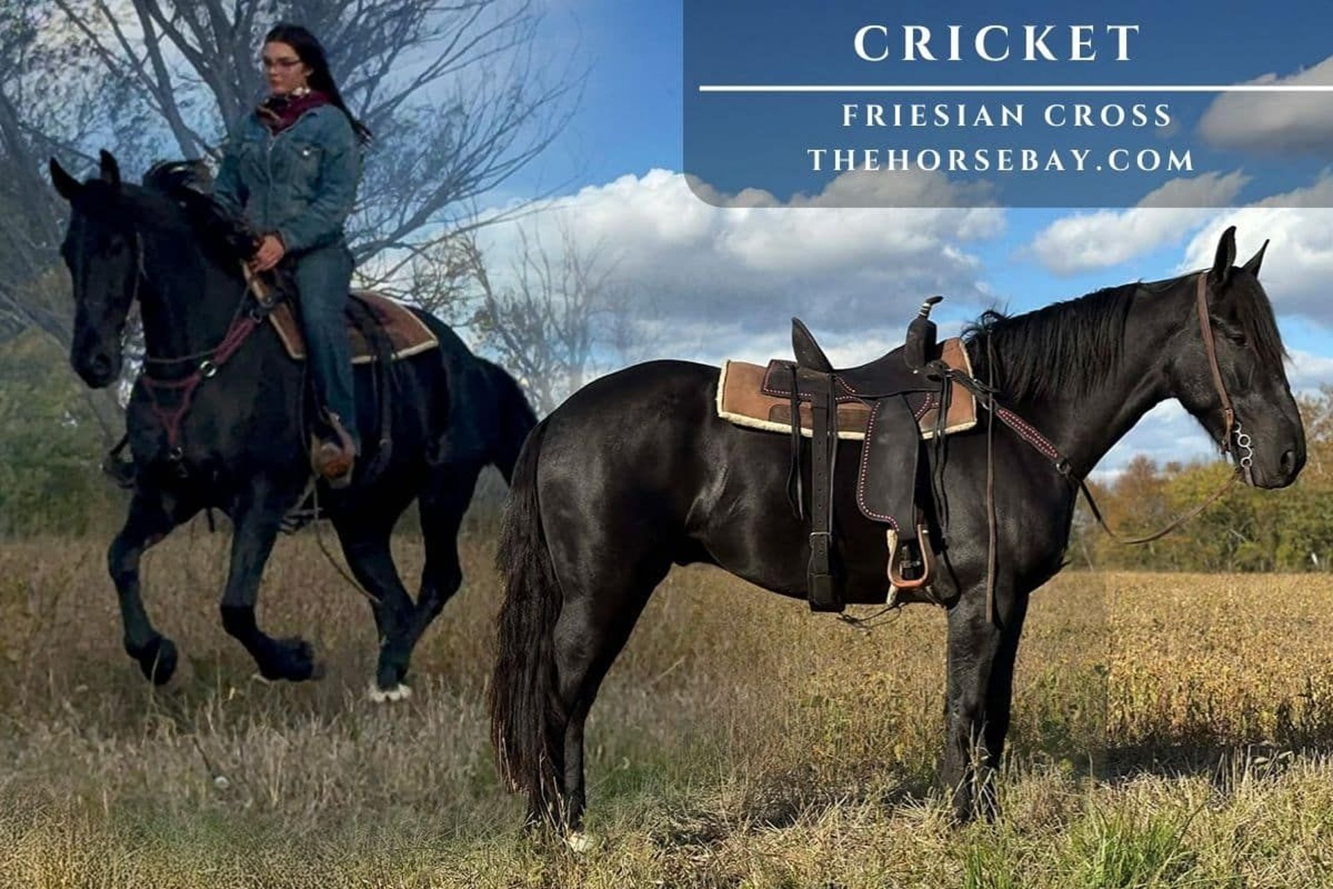 Friesian horses Mix Gelding 5 years 16,1 hh Black in Sheldon, MO