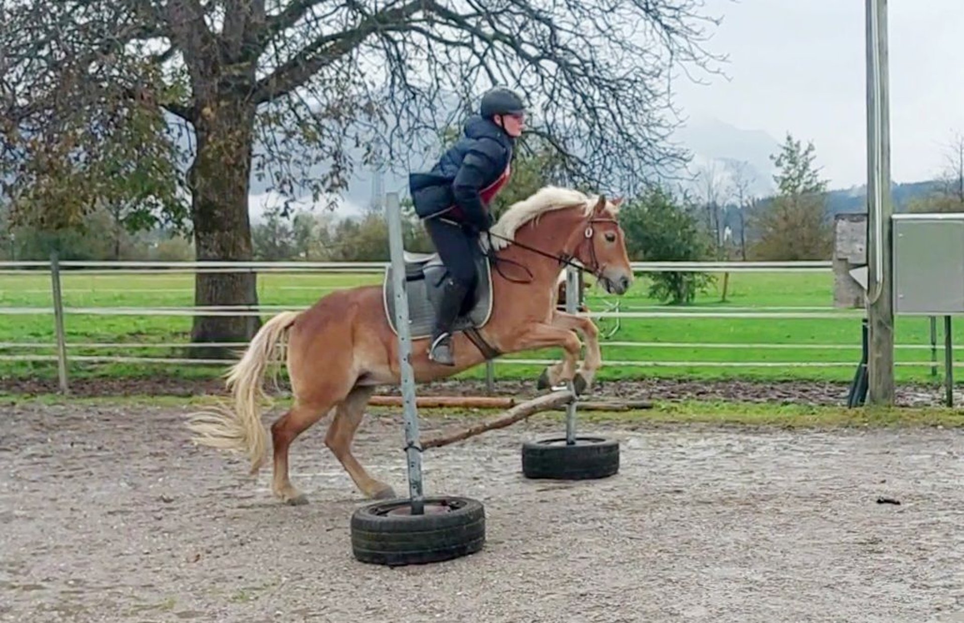 Más ponis/caballos pequeños Yegua 7 años 135 cm in Kirchbichl