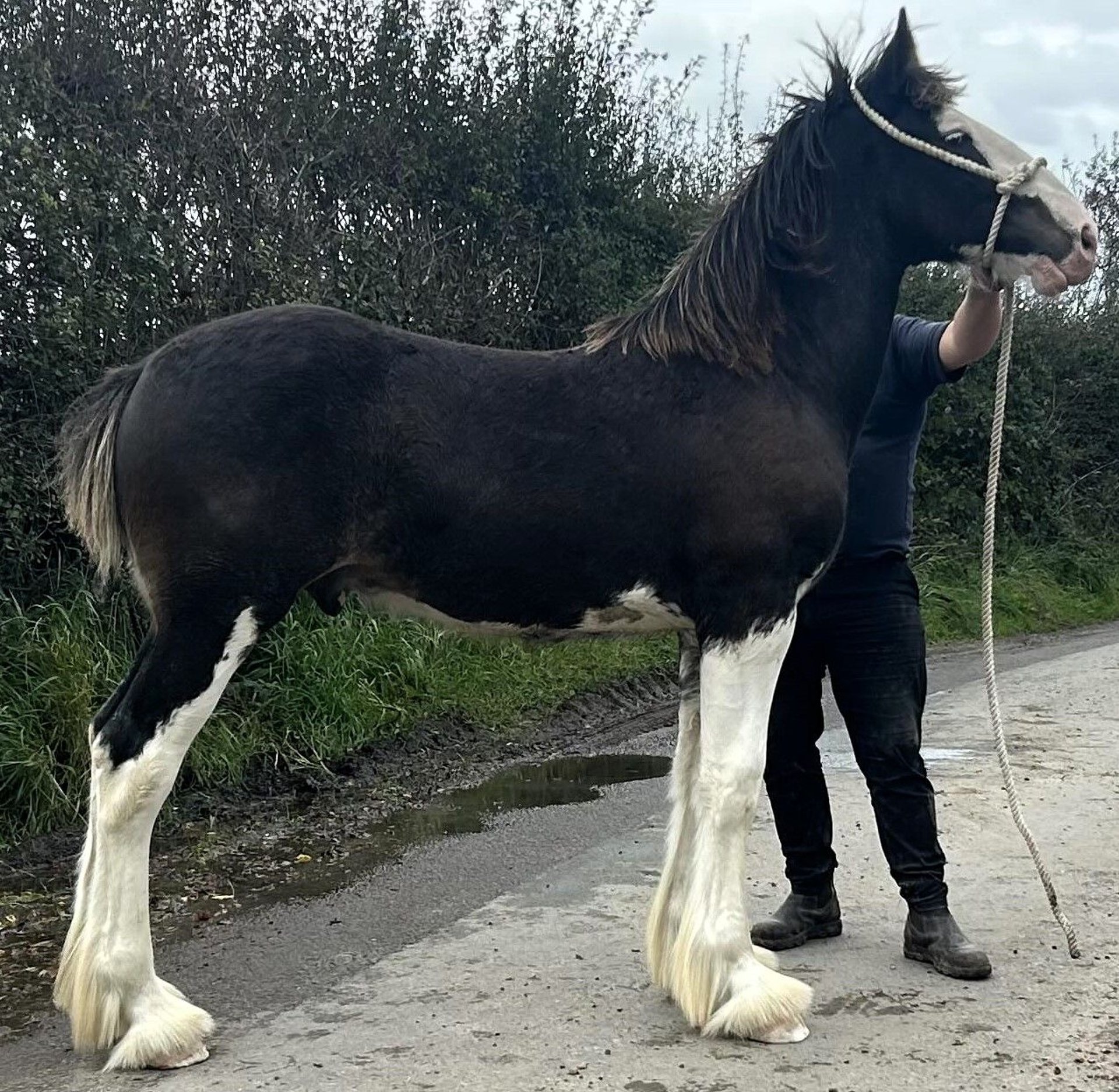 Shire Horse Stallion Foal (04/2024) in marbury