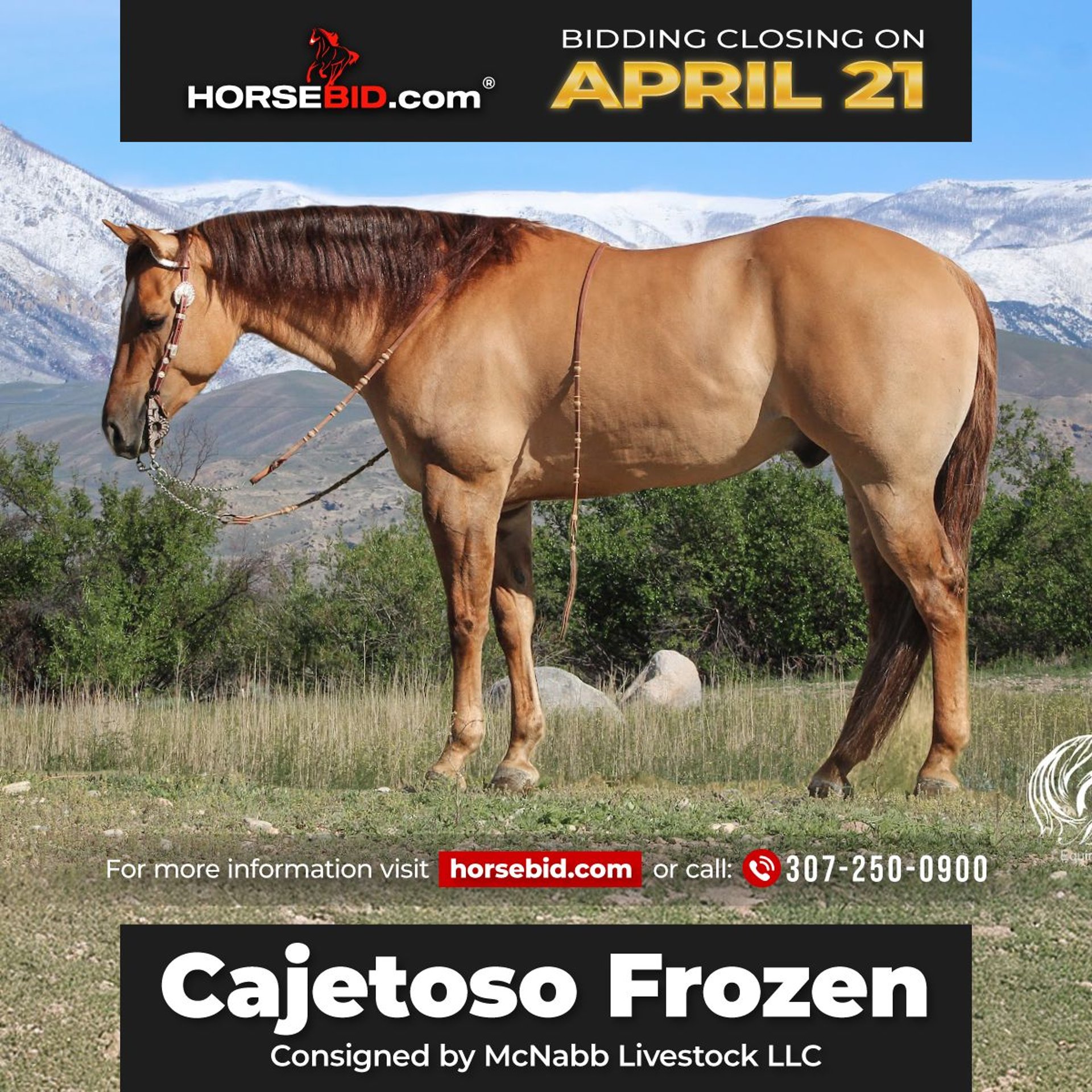 American Quarter Horse Wallach 5 Jahre 152 cm Red Dun in Cody, WY