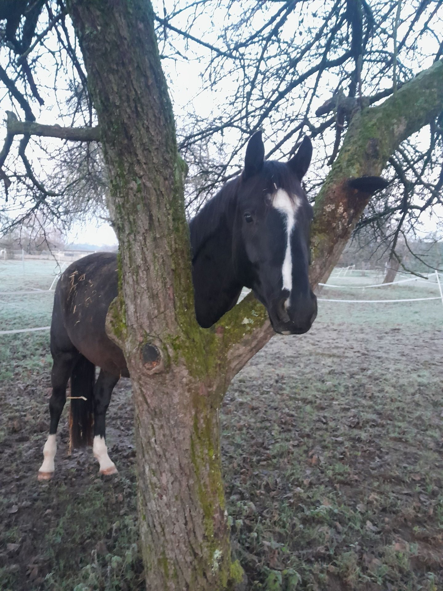 German Sport Horse Gelding 6 years 16,2 hh Black in Sinzheim