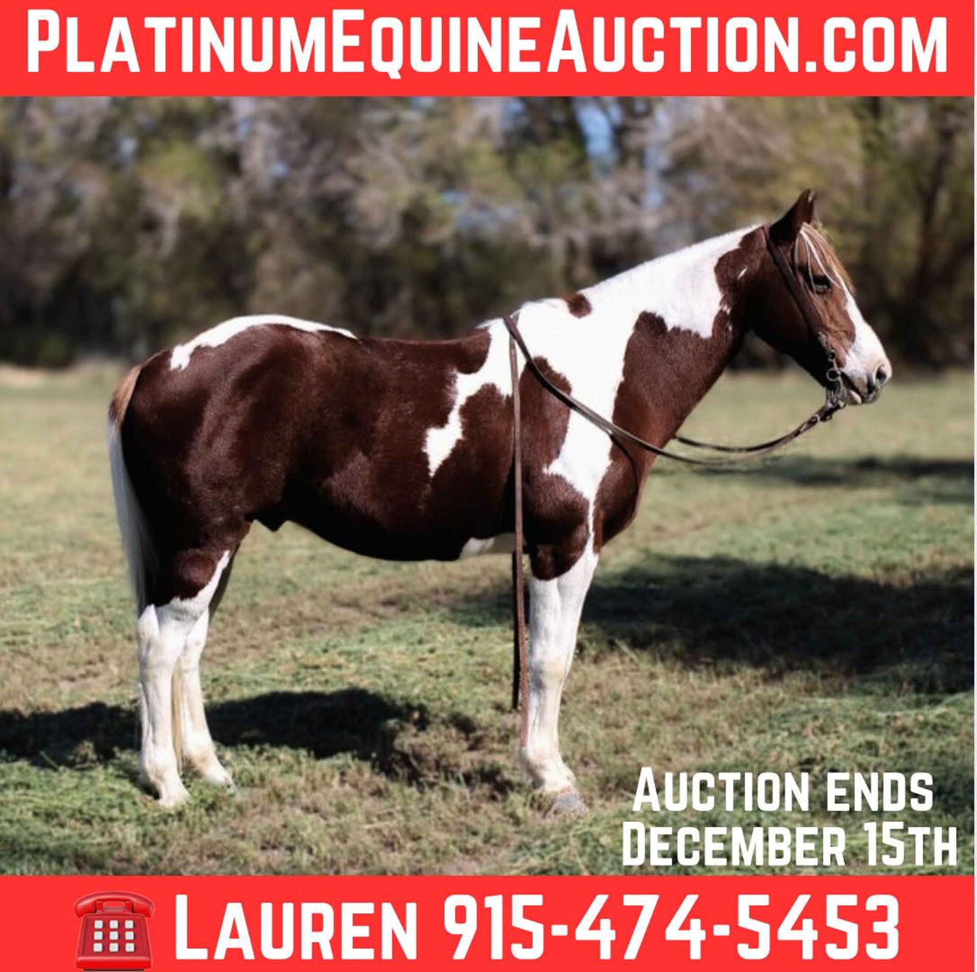 Paint Horse Wallach 10 Jahre 142 cm Tobiano-alle-Farben in El Paso Tx