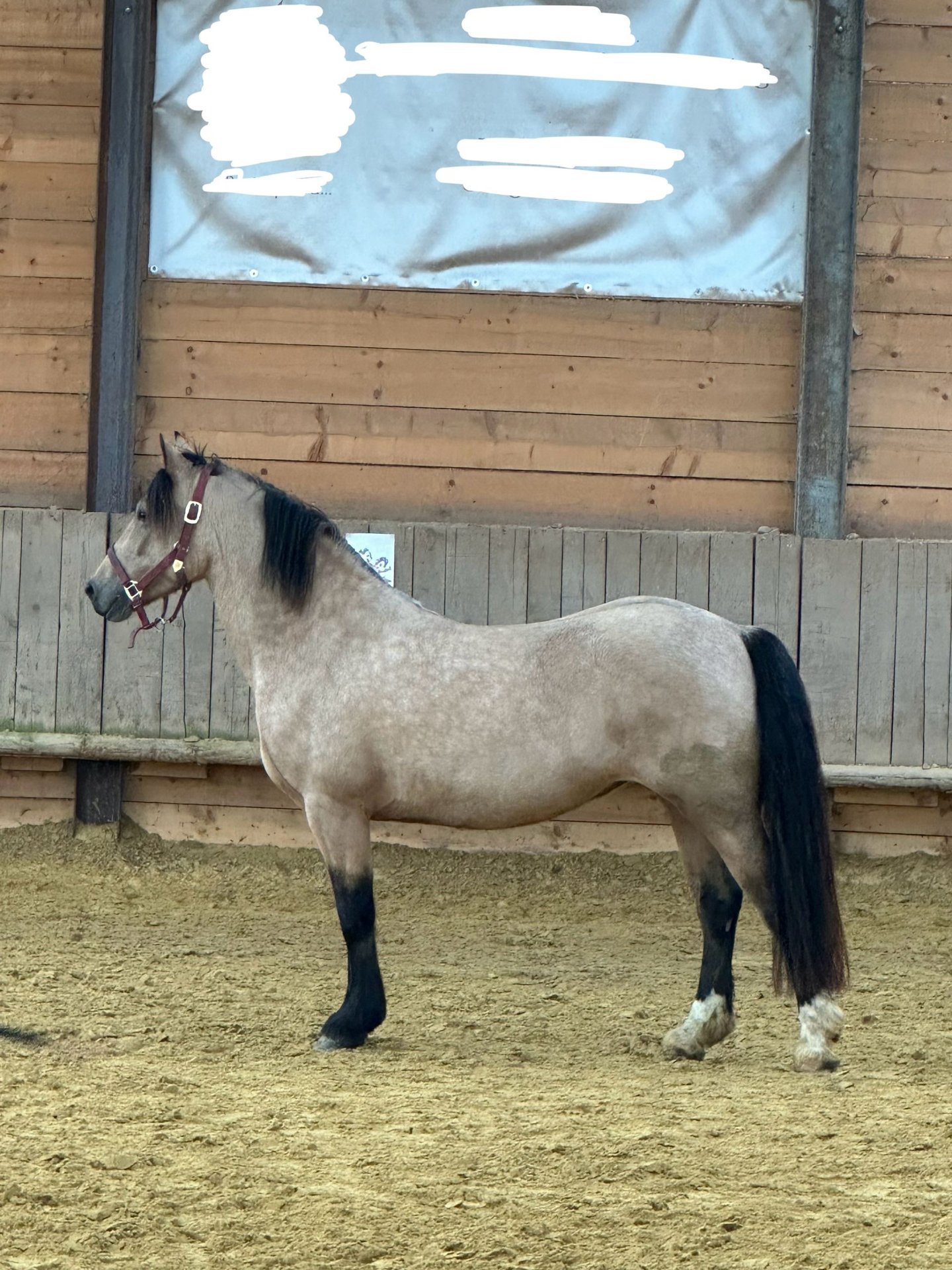 Welsh-D Stute 6 Jahre 148 cm Buckskin in Lindlar
