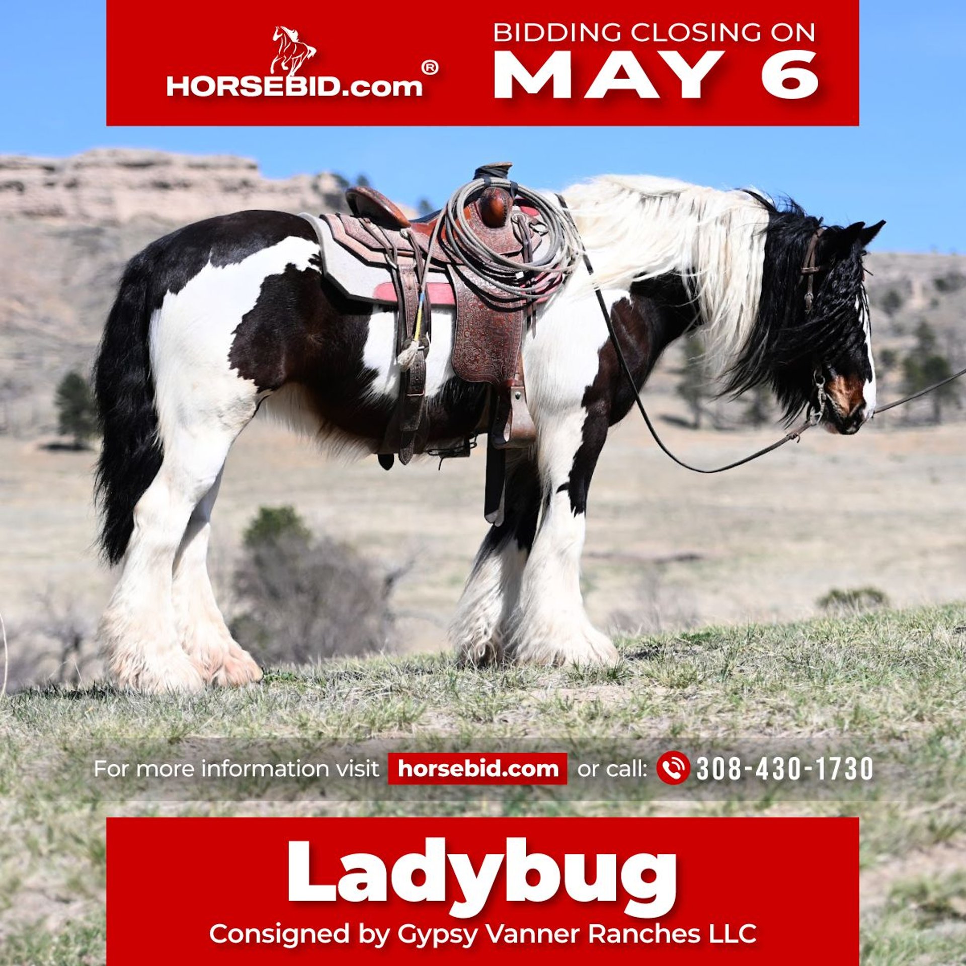 Tinkerhäst Sto 9 år 150 cm Brun in Chadron