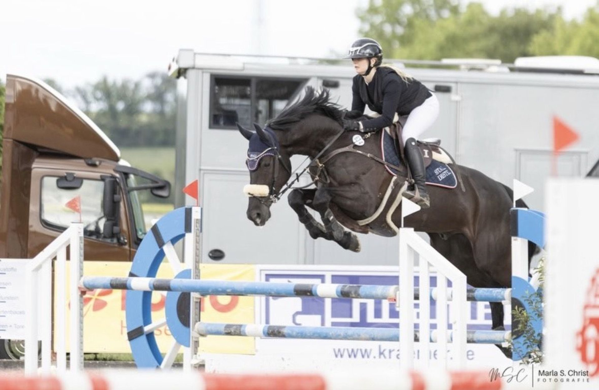 Irish Sport Horse Wallach 10 Jahre 172 cm Rappe in Wächtersbach