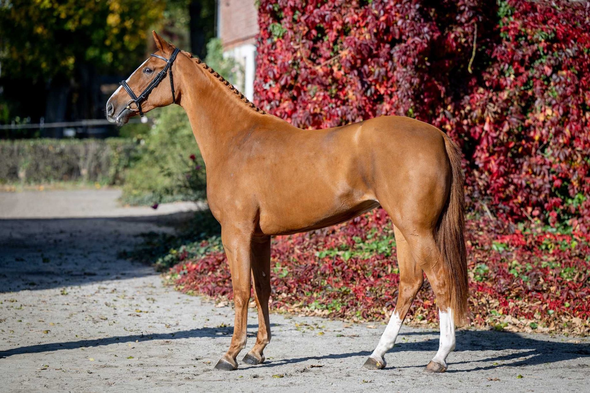 Oldenburg Mare 2 years 16 hh Chestnut-Red in Poznań