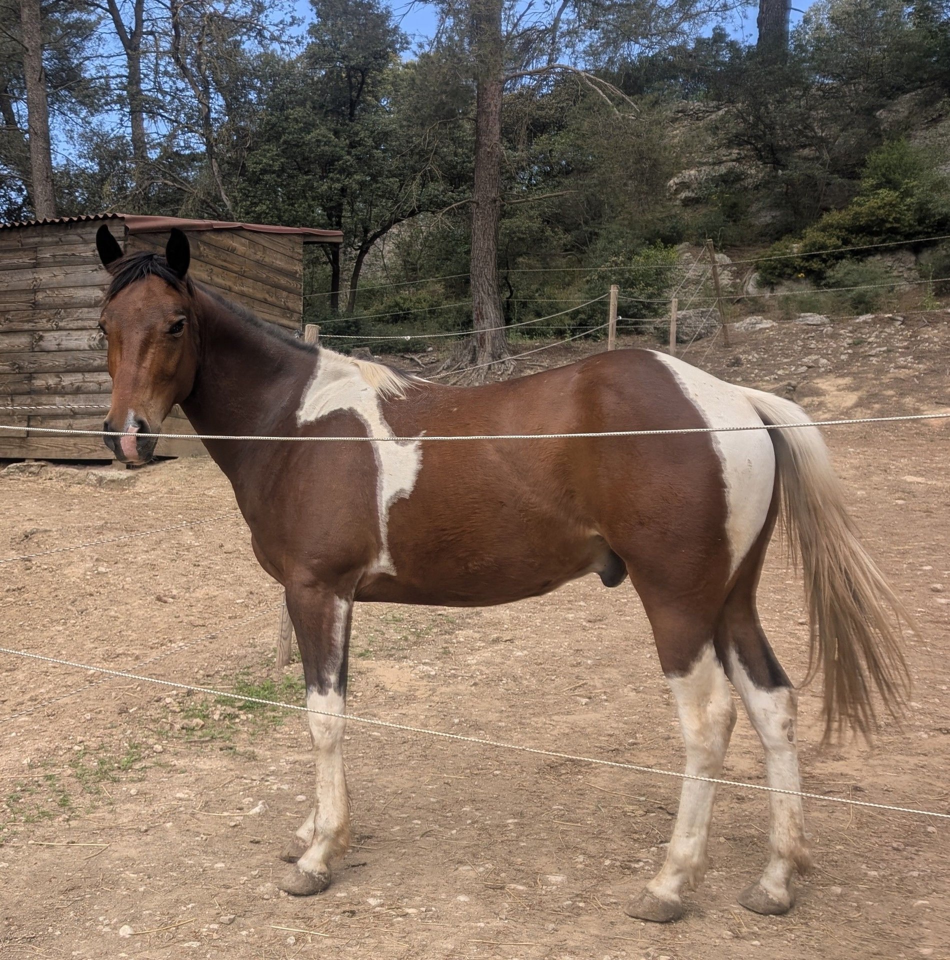 Paint Horse Gelding 4 years 15,1 hh Tobiano-all-colors in Bouches du Rhone