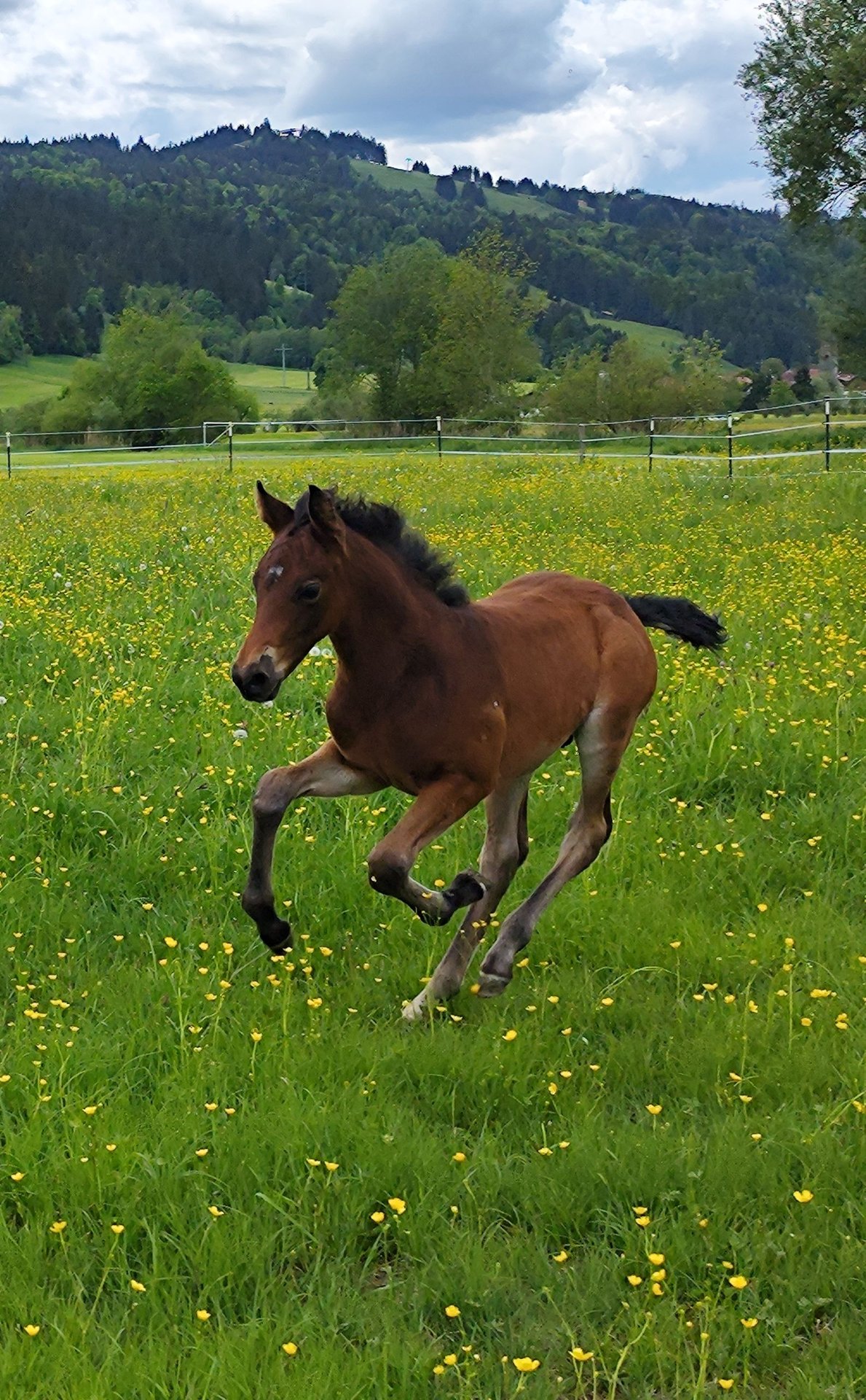American Morgan Horse Stallion 14,2 hh Bay-Dark in Oberstaufen