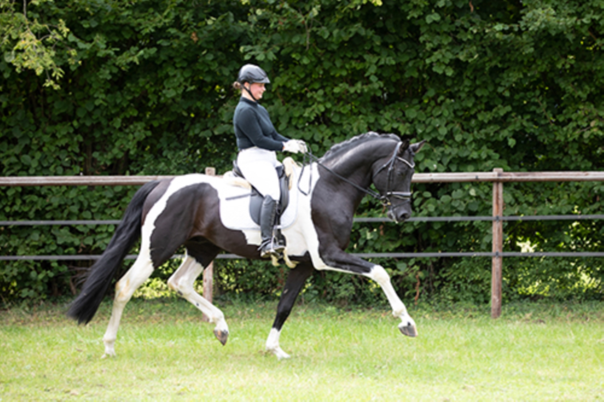 Deutsches Reitpferd Hengst Schecke in Etgersleben