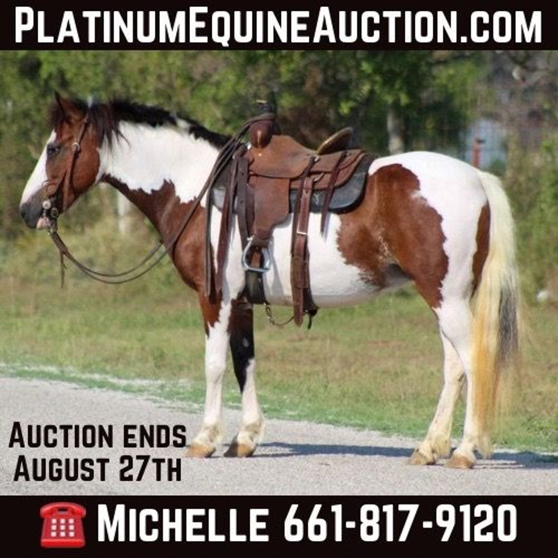 American Quarter Horse Gelding 9 years 12 hh Tobiano-all-colors in ...
