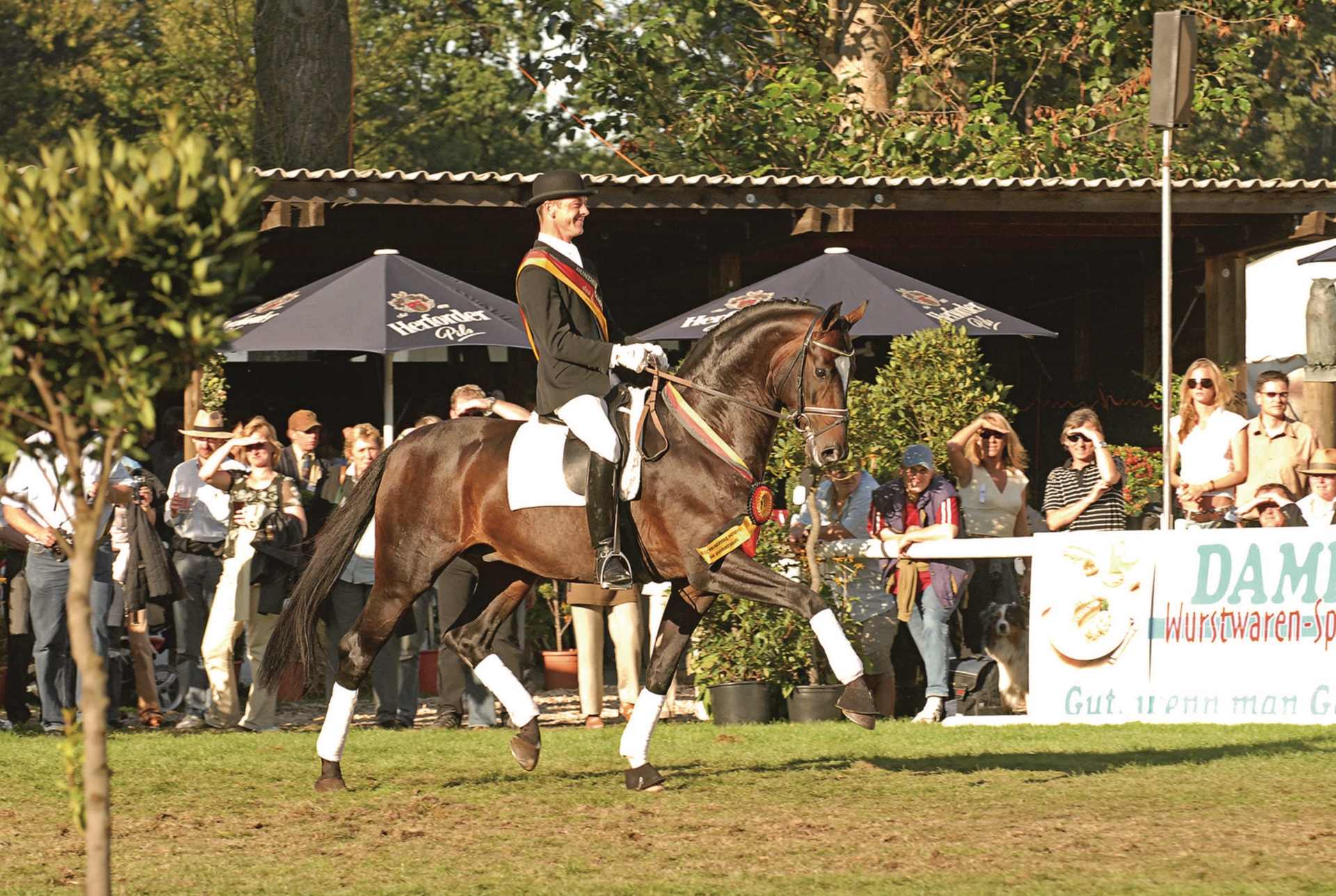 SIR DONNERHALL Oldenburg Stallion Bay-Dark in Steinfeld (Oldenburg)