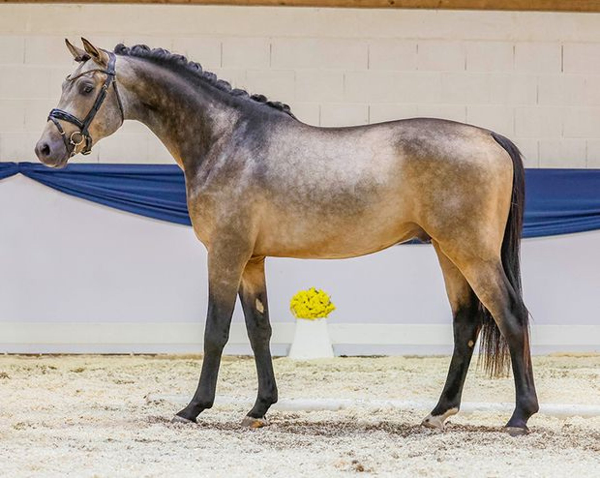 German Riding Pony Stallion 2 years Dun in Marsberg