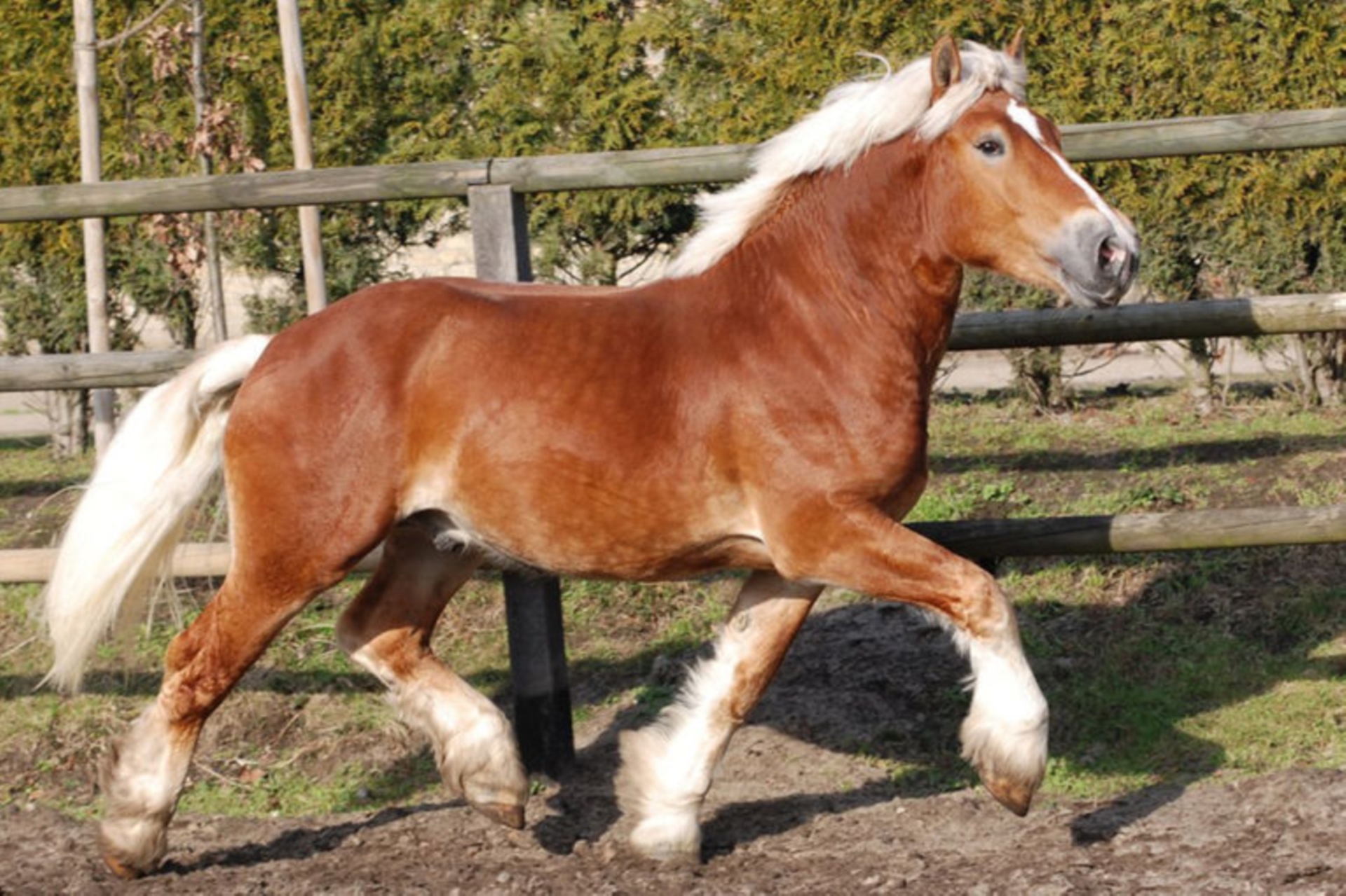 HARALD Rhenisch-German Heavy Draft Stallion Chestnut-Red in Warendorf