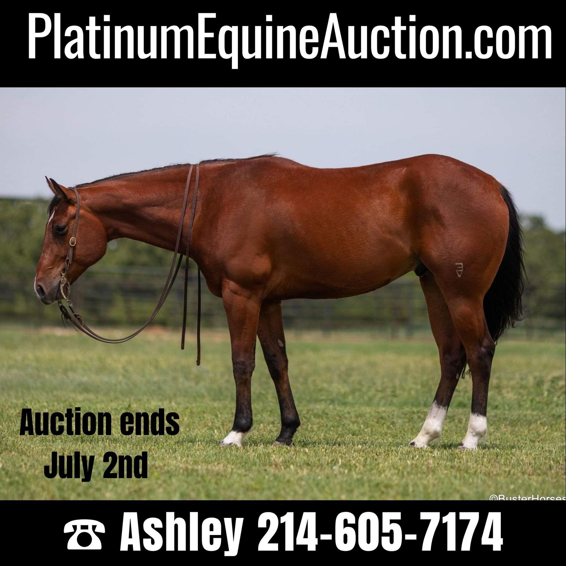 American Quarter Horse Gelding 8 years 15,2 hh Bay in Weatherford TX