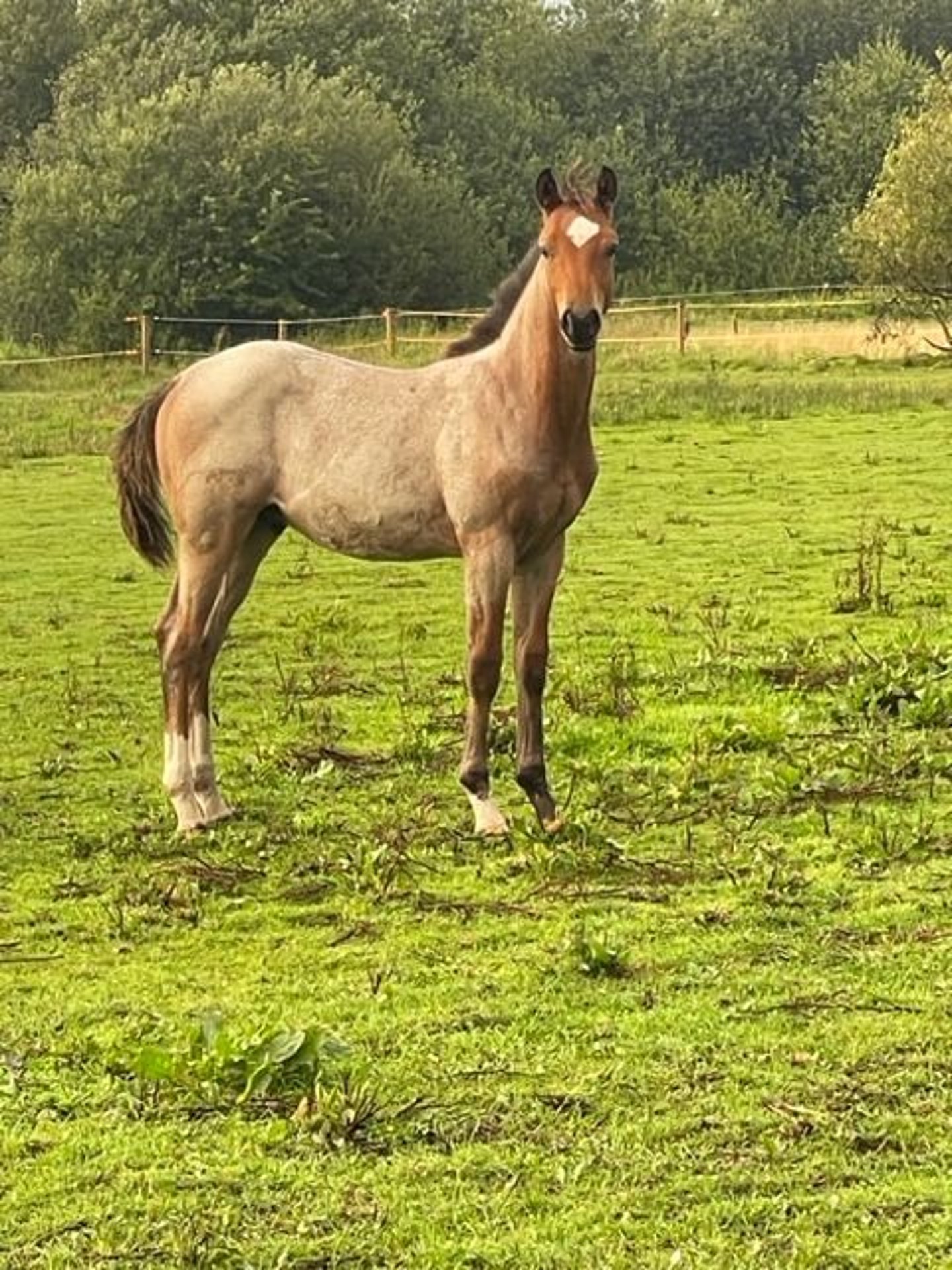 Quarter Pony Stallone Puledri (04/2023) 156 cm Roano rosso in Agerskov