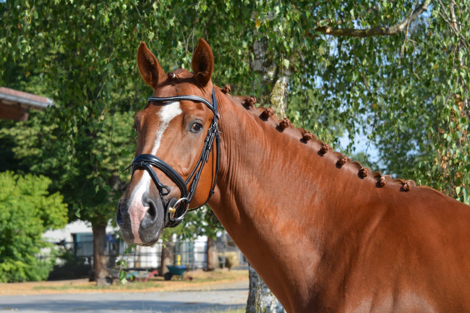 Deutsches Sportpferd Wallach 4 Jahre 169 cm Dunkelfuchs in München