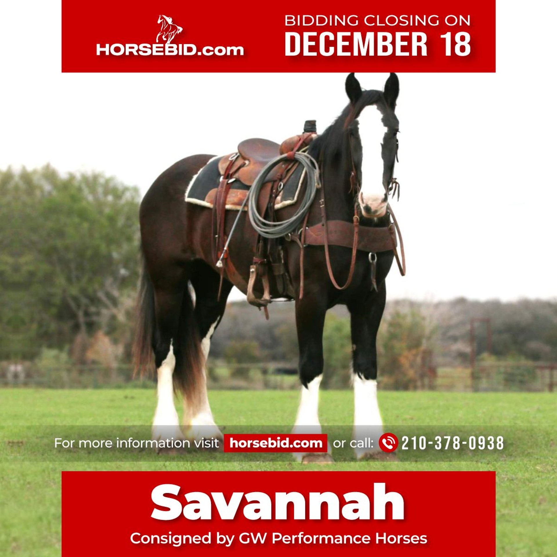 Shire Horse Mix Stute 5 Jahre 163 cm Rappe in Stephenville