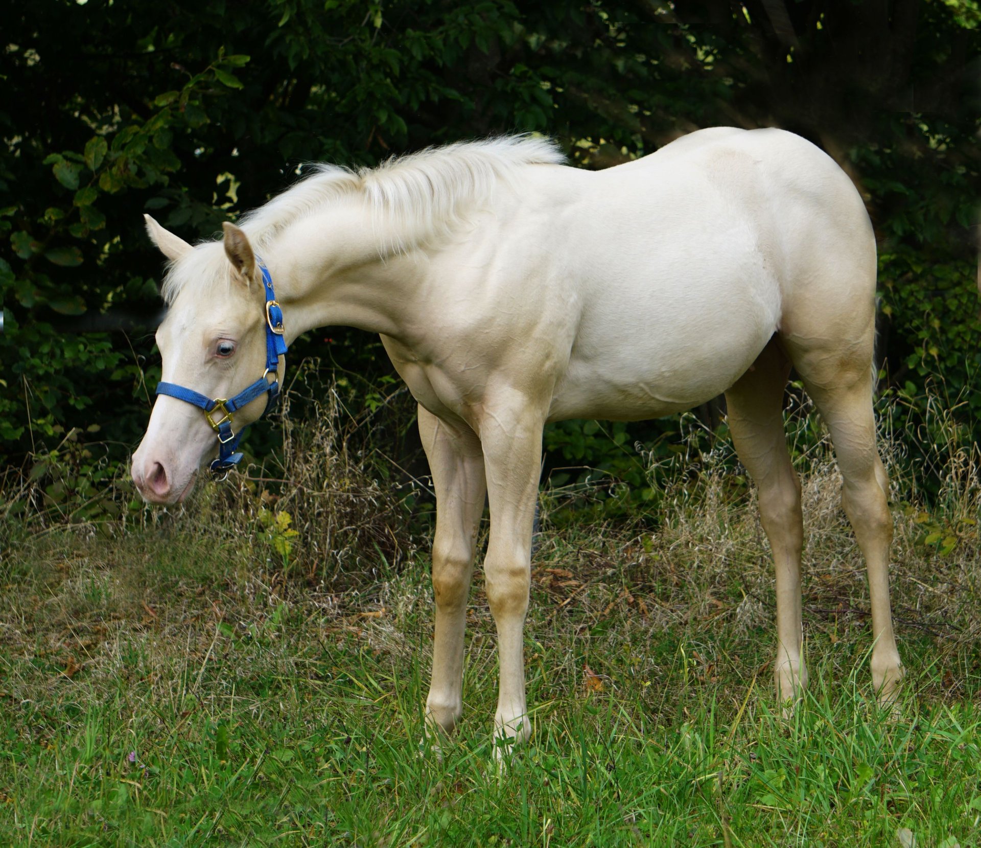 Paint-häst Hingst Föl (05/2024) in Neukirchen