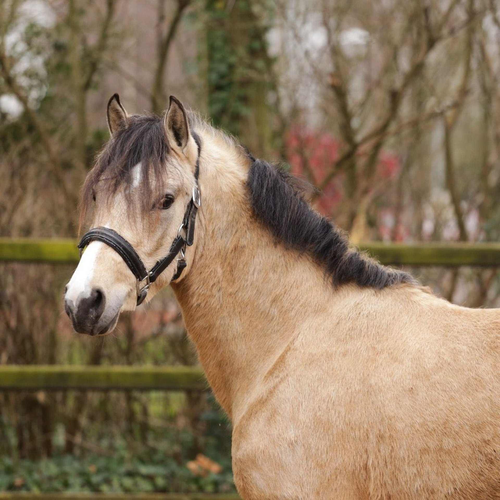 New Forest Pony Stallion 3 years 13,1 hh Buckskin in Heemskerk
