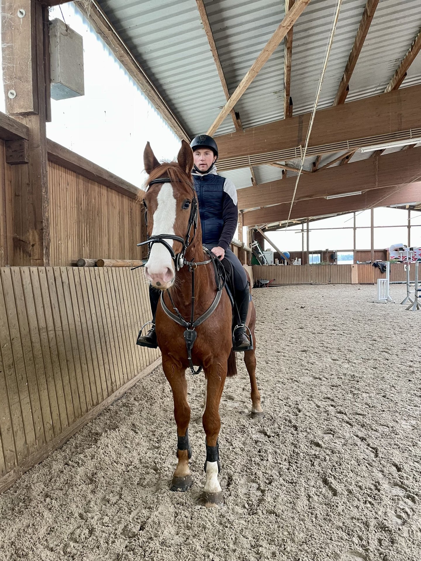 German Sport Horse Gelding 4 years 16 hh Chestnut-Red in Bad Schmiedeberg