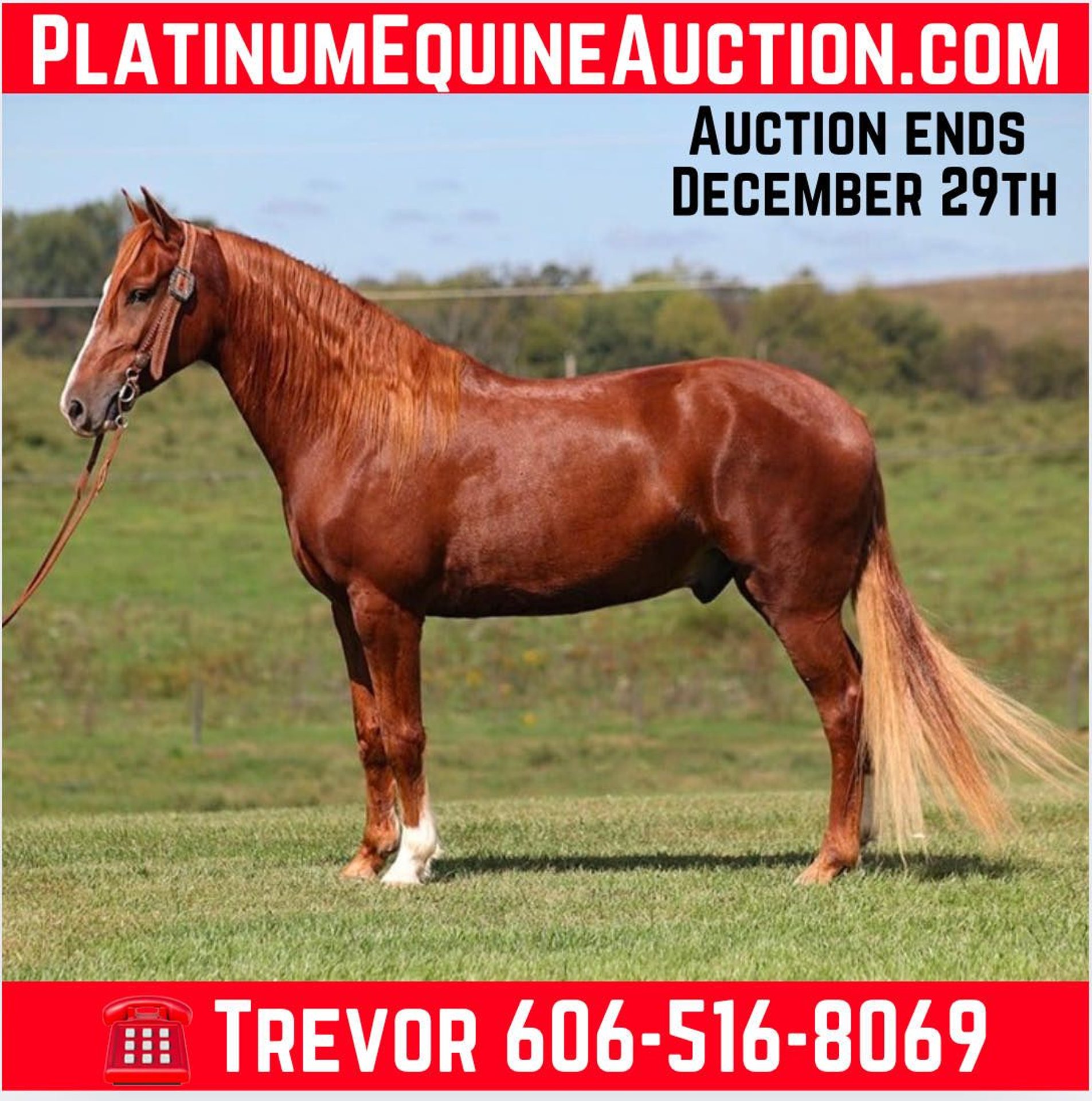 Tennessee Walking Horse Wallach 6 Jahre Dunkelfuchs in Parkers Lake Ky