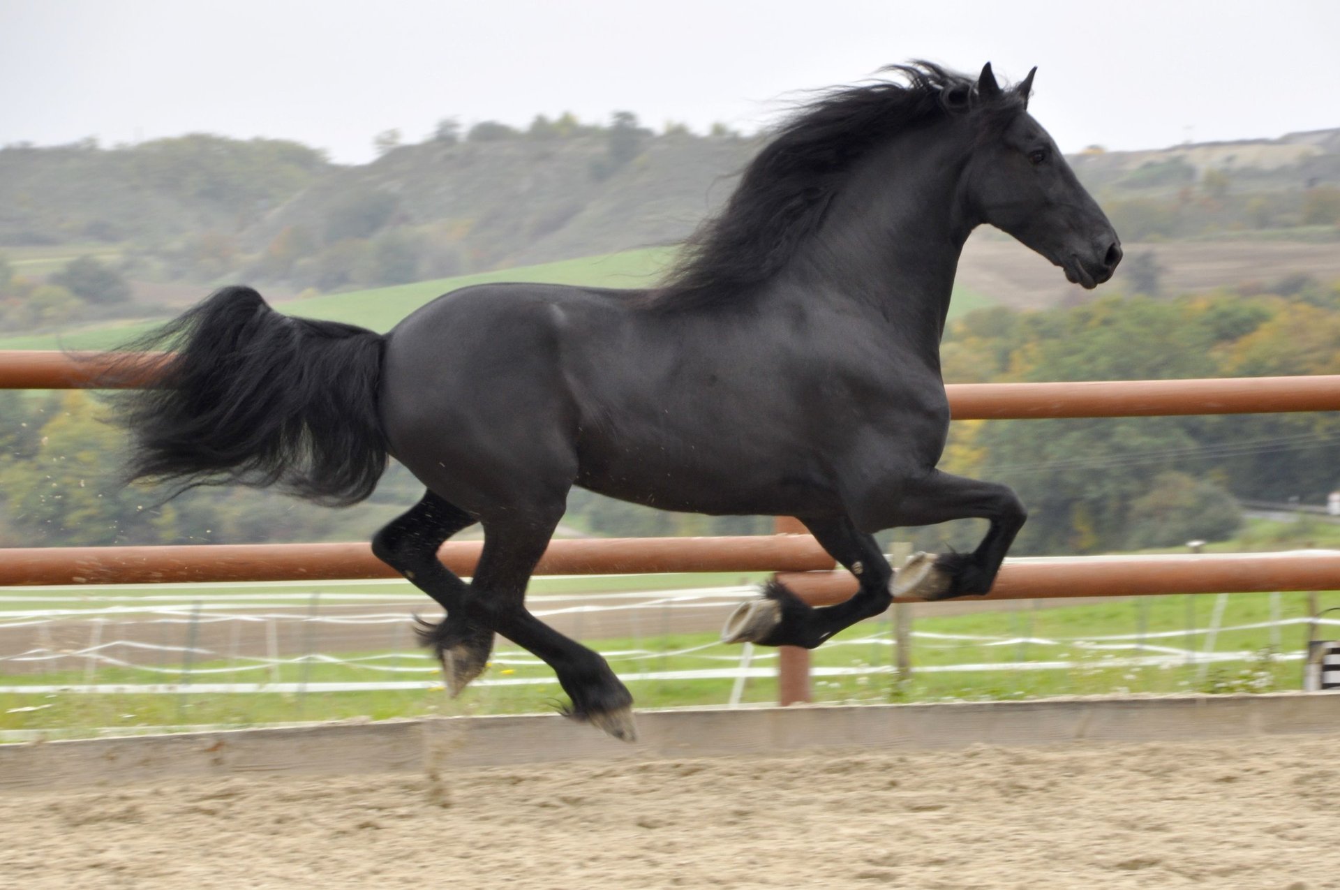 Friesen Wallach 7 Jahre 165 cm Rappe in Ochtendung