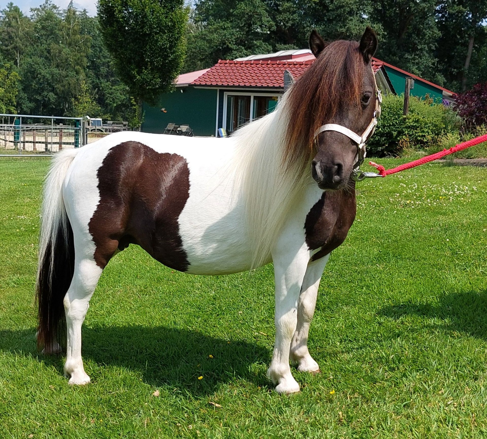 Mini Shetland Pony Stute 5 Jahre 86 cm Schecke in Wildeshausen