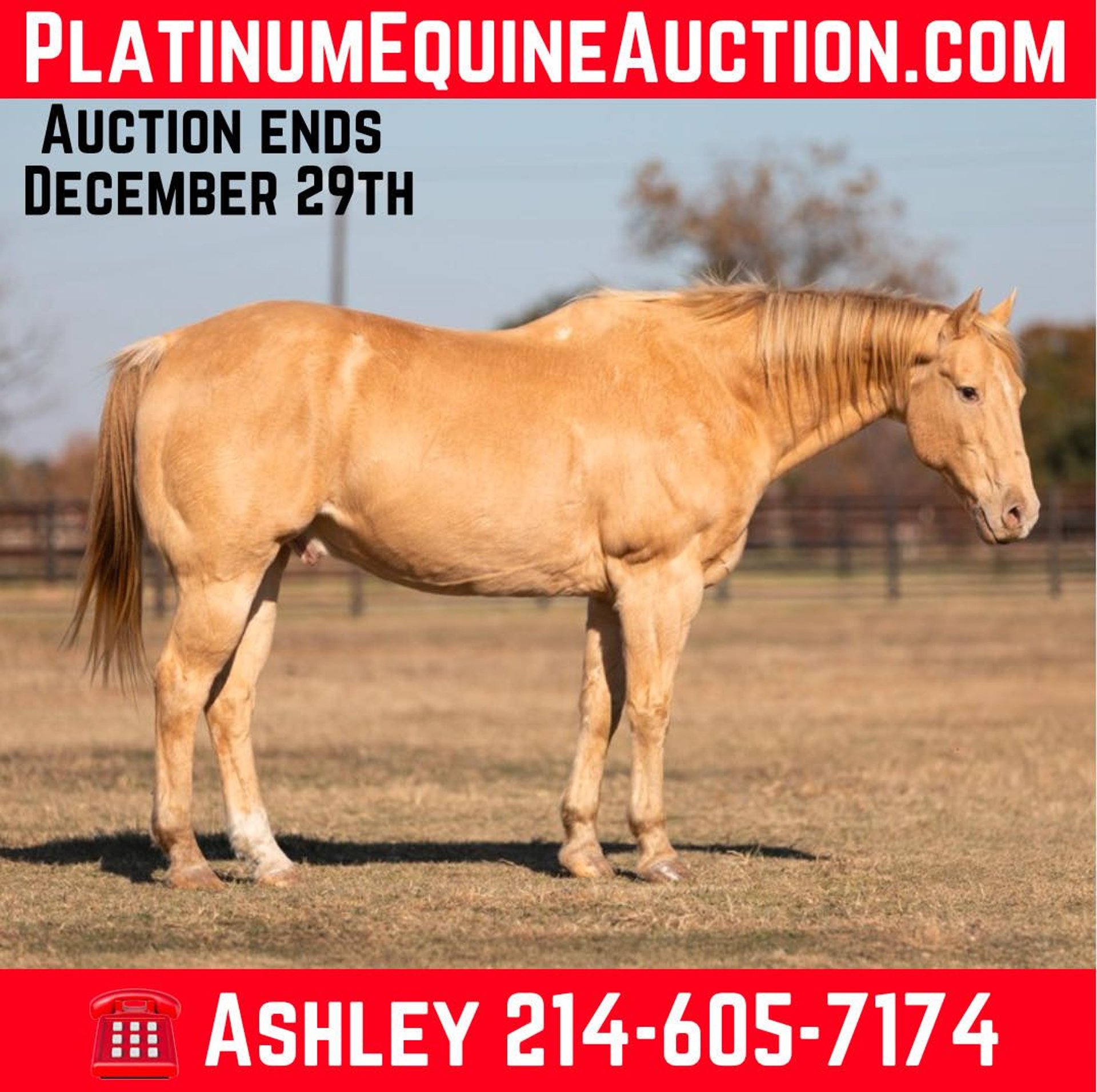 American Quarter Horse Gelding 14 years 15 hh Champagne in Weatherford TX