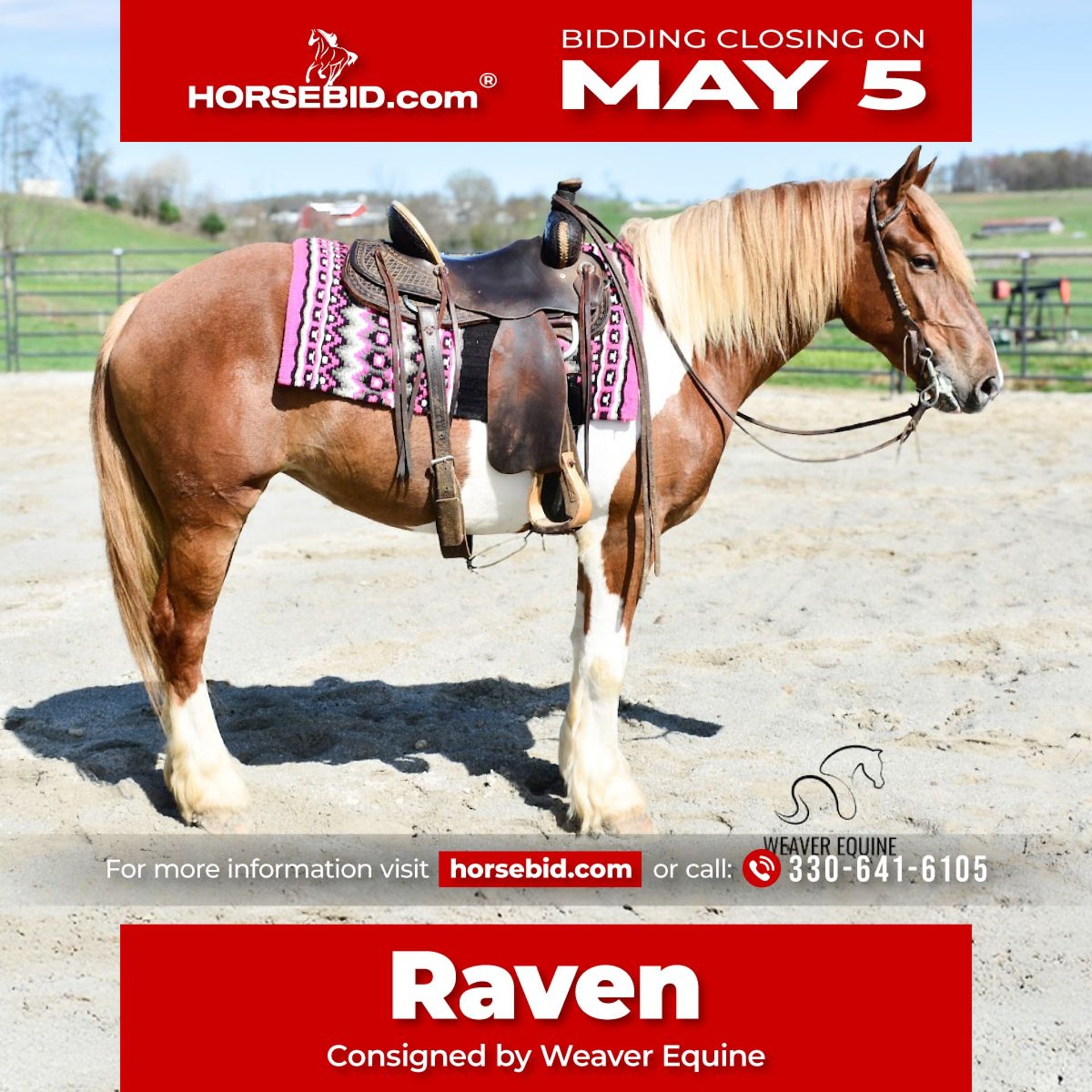 Draft Horse Mix Mare 4 years 15,1 hh in Fredericksburg, OH