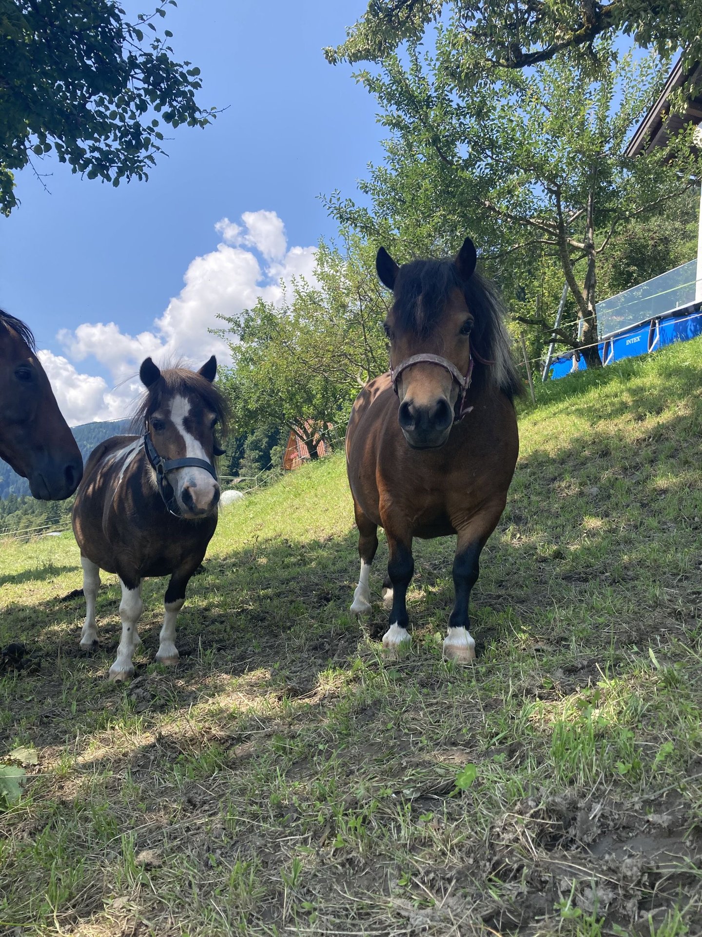 Shetland Ponys Stute 10 Jahre 84 cm in Hermagor