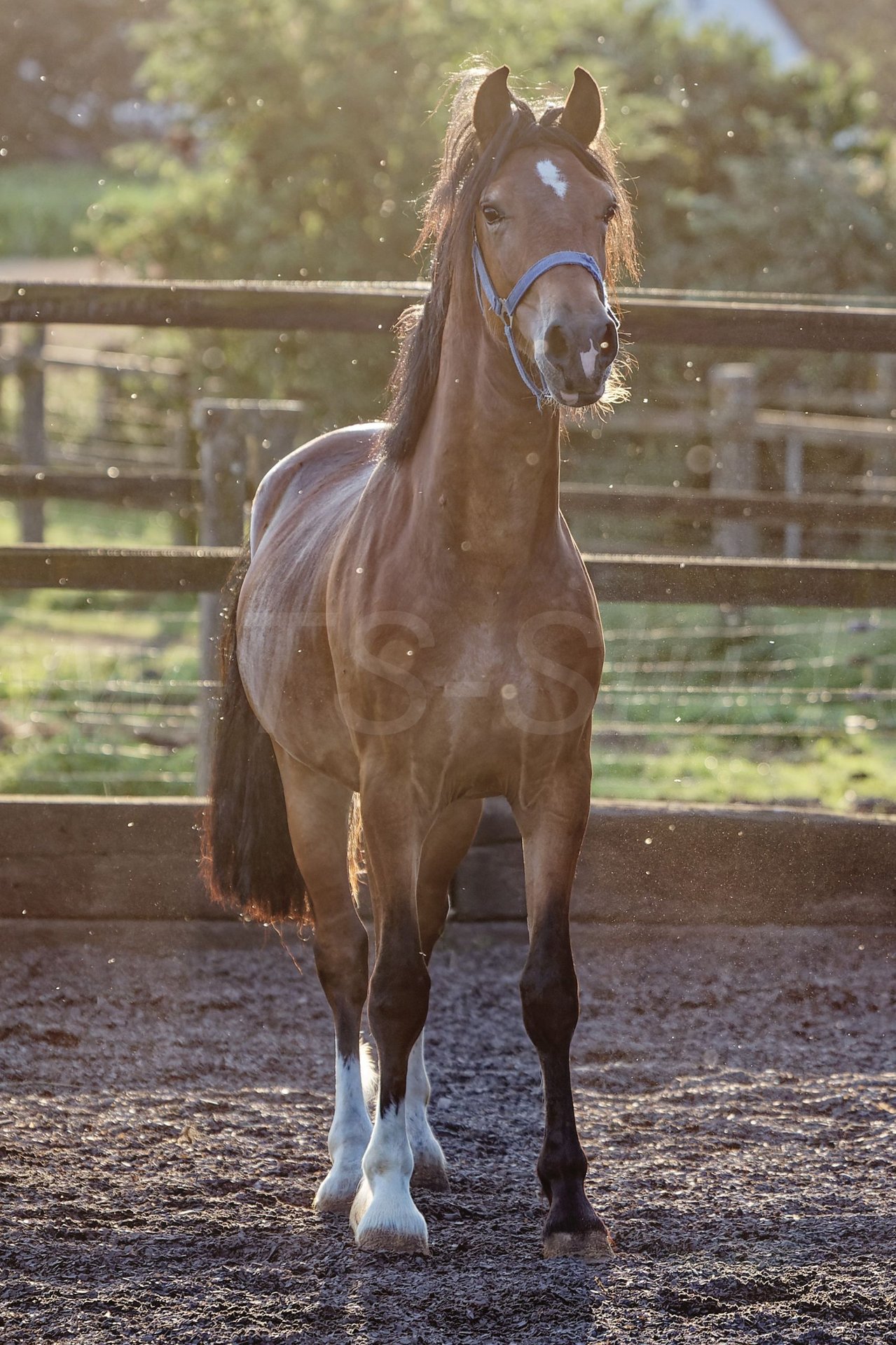 Welsh D (Cob) Stallion 3 years 14,2 hh Brown in Meerbusch