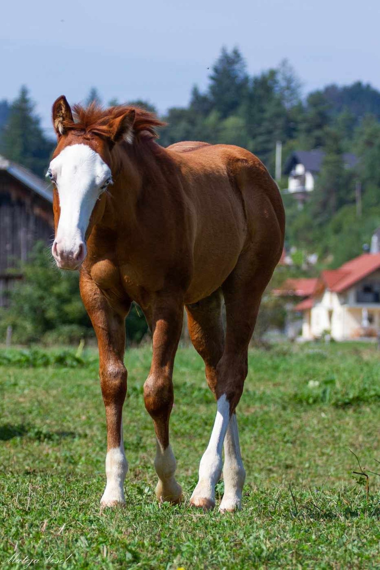 American Quarter Horse Stallion 14,1 hh Bay-Dark in SODRAZICA
