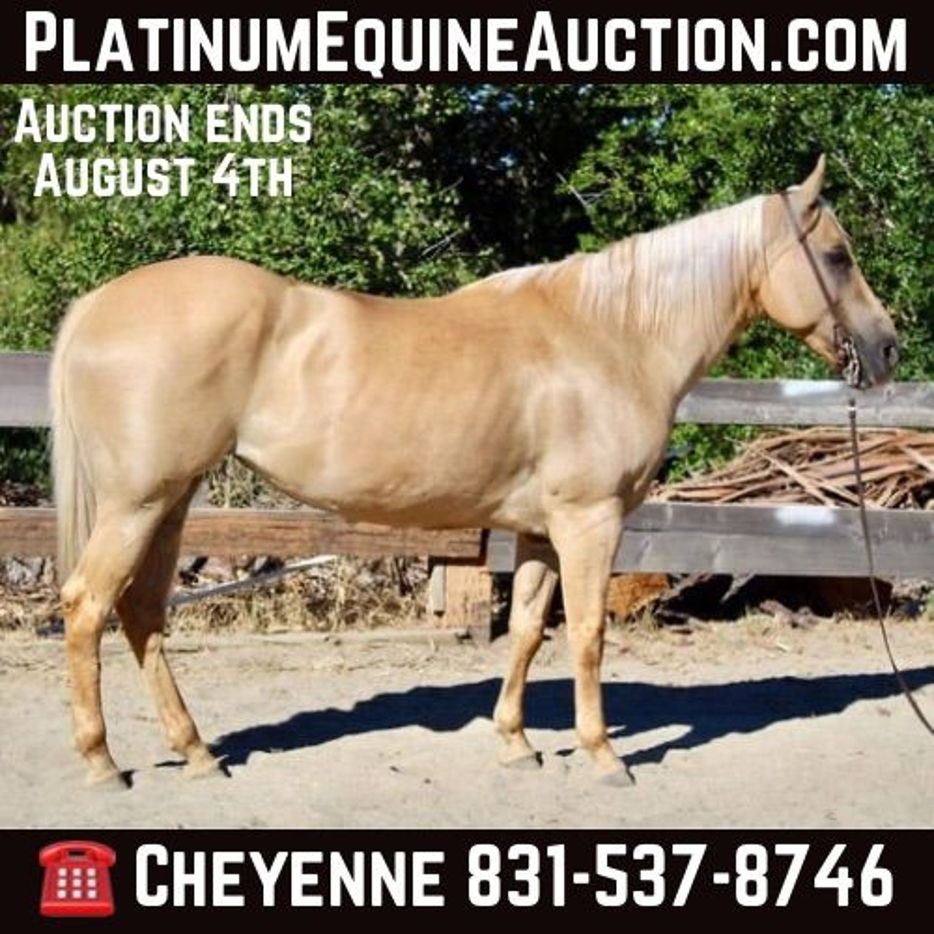 Quarter horse américain Jument 10 Ans 150 cm Palomino in Bitterwater CA